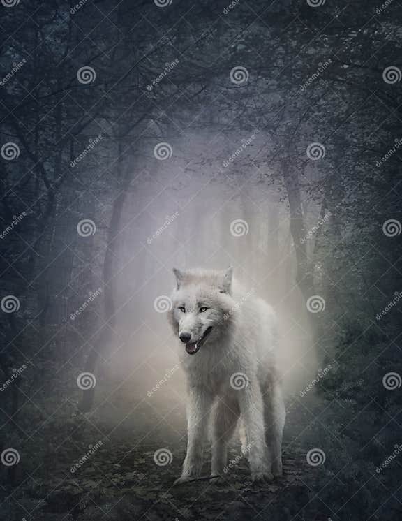 Vit varg fotografering för bildbyråer. Bild av frihet - 33934367