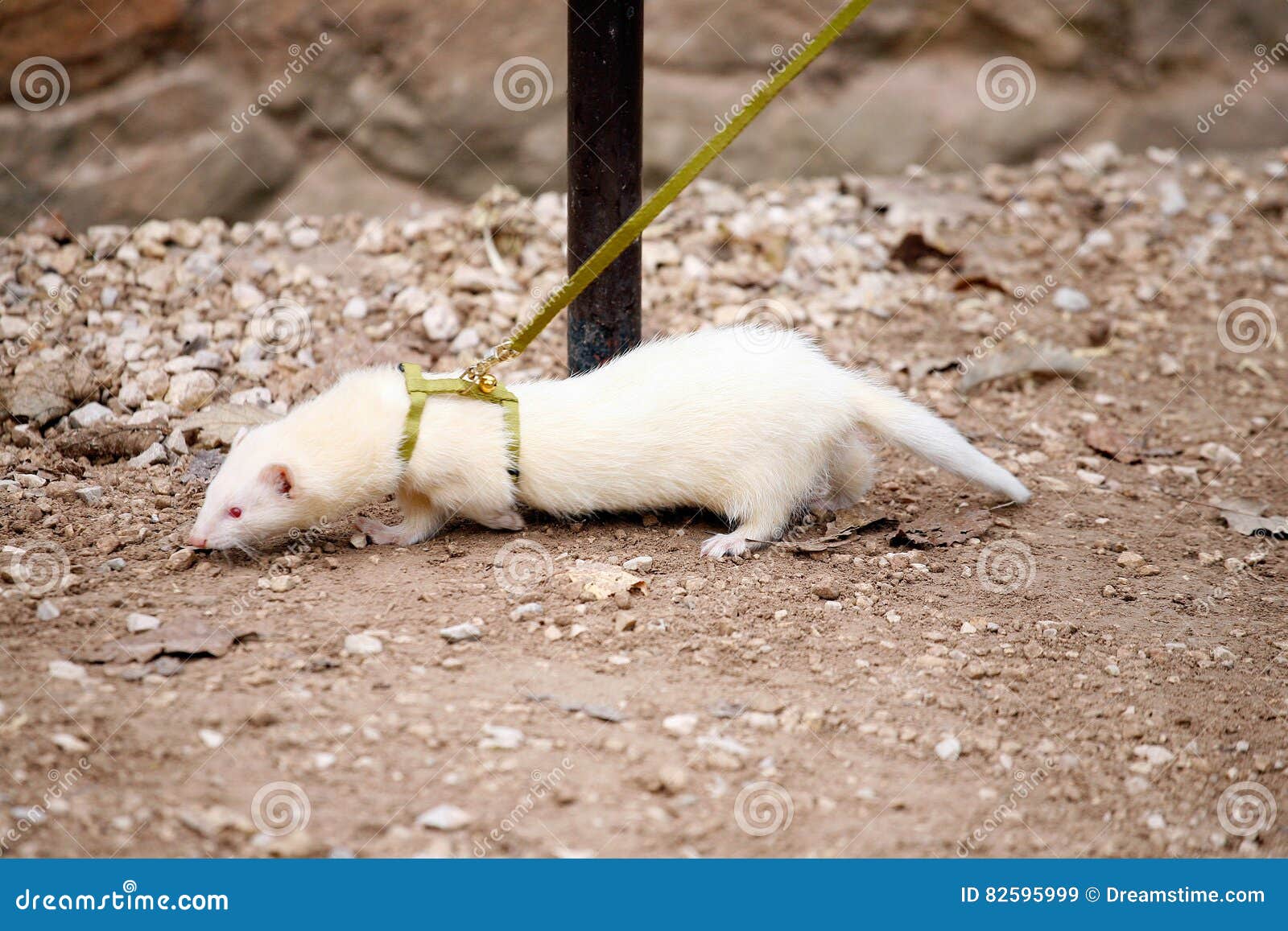 Vit vessla fotografering för bildbyråer. Bild av koppel - 82595999