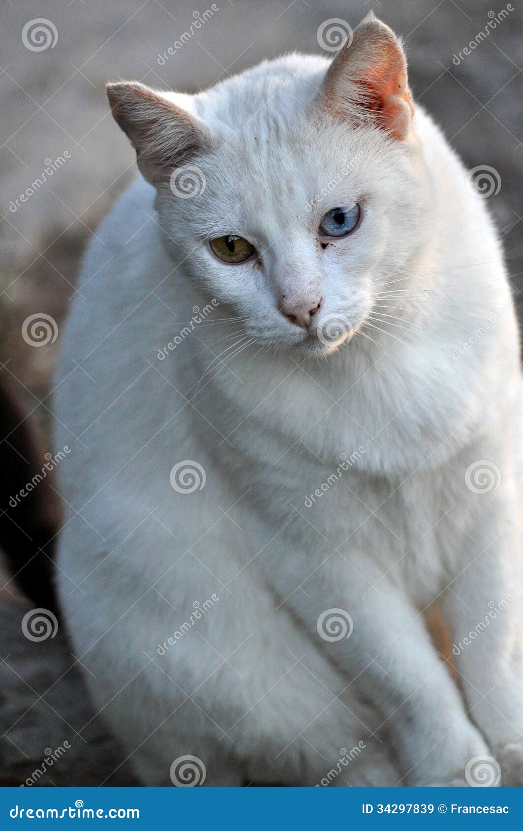 Vita Cat with Complete Heterochromia Fotografering för Bildbyråer ...