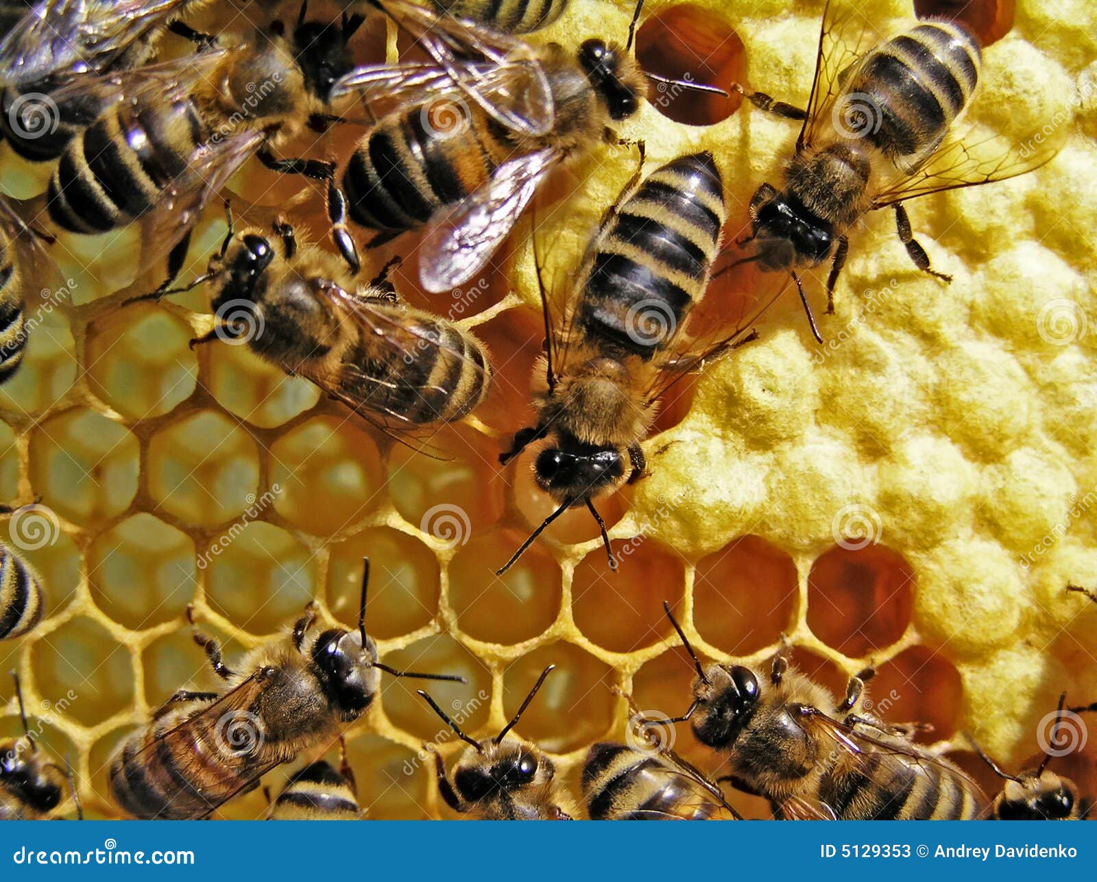 Vita Degli Api. Riproduzione Degli Api. Immagine Stock - Immagine di ...