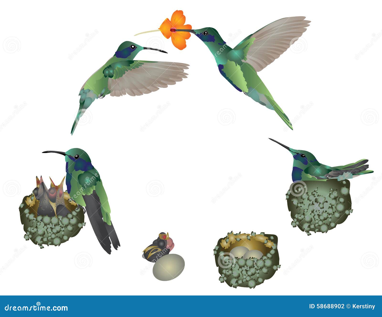 Vita del colibrì illustrazione di stock. Illustrazione di vertebrato ...