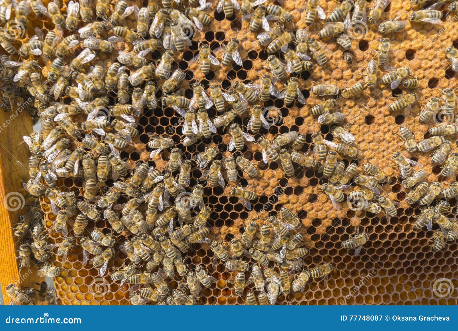 Vita Delle Api Api Operaie Le Api Portano Il Miele Immagine Stock ...