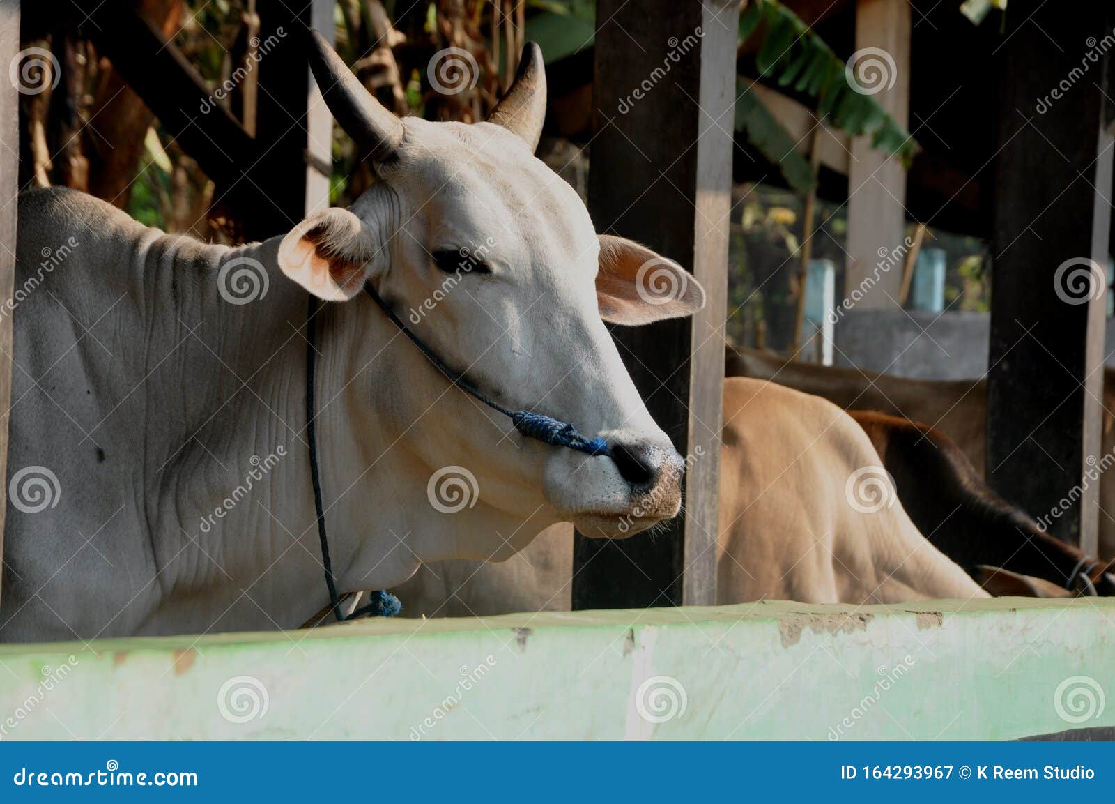 Vita Kor I Traditionella Burar Fotografering för Bildbyråer - Bild av ...