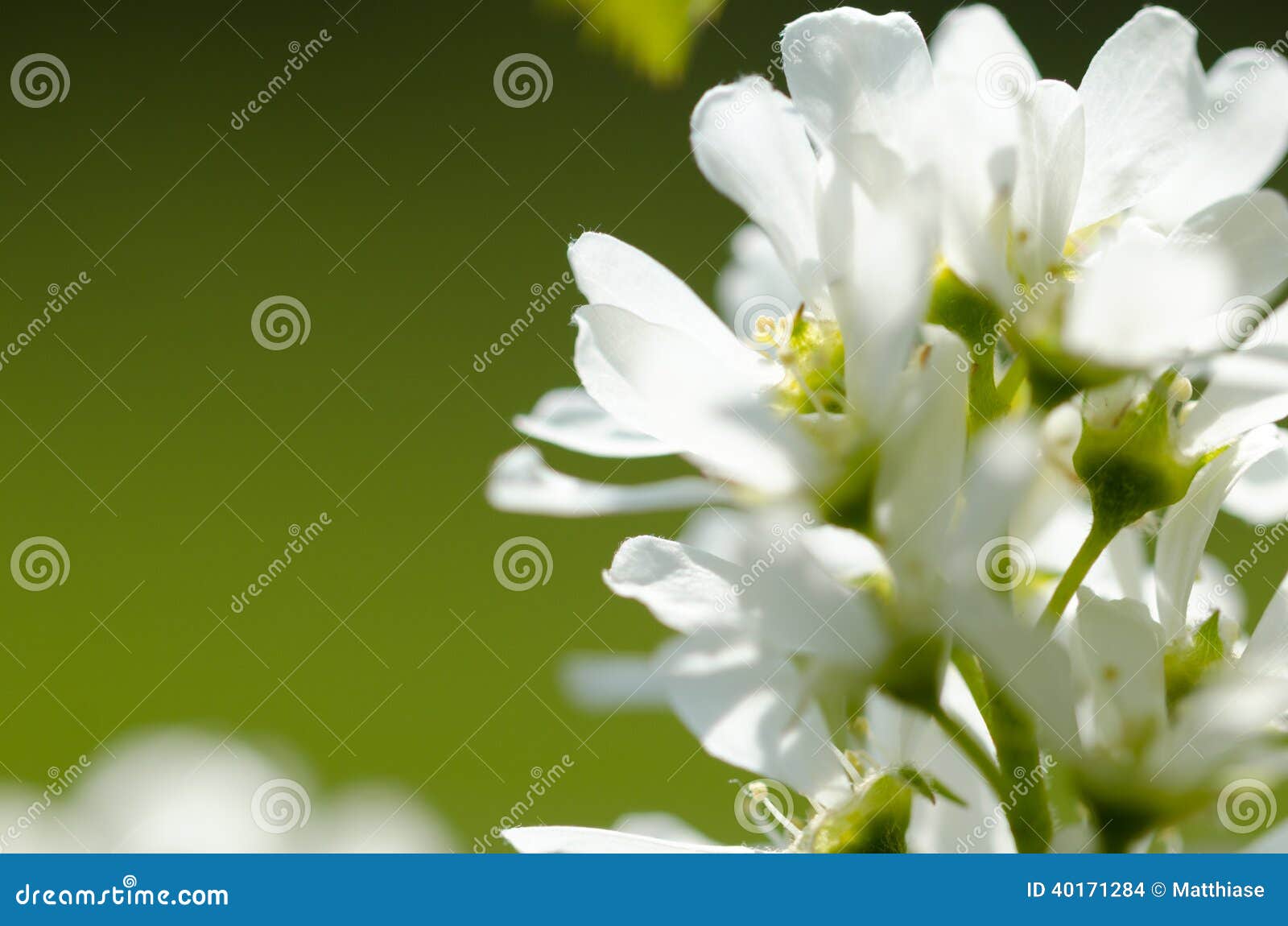 Vita vårblommor arkivfoto. Bild av lampa, natur, blomstrande - 40171284