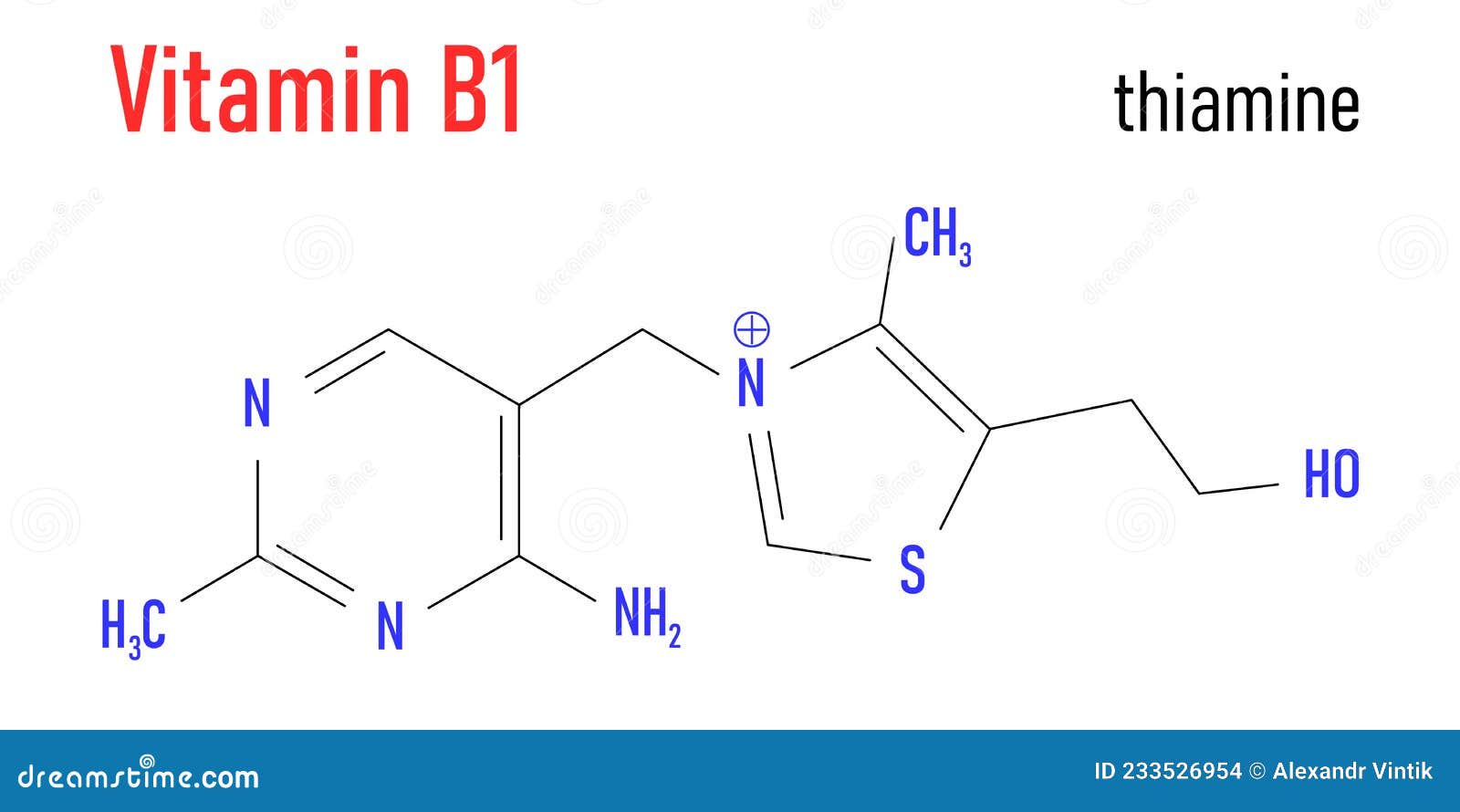 Vitamin B1 Thiamine Molecule. Skeletal Chemical Formula. Stock Vector ... Vitamin B1 Thiamine Molecule. Skeletal Chemical Formula. Stock Vector ...