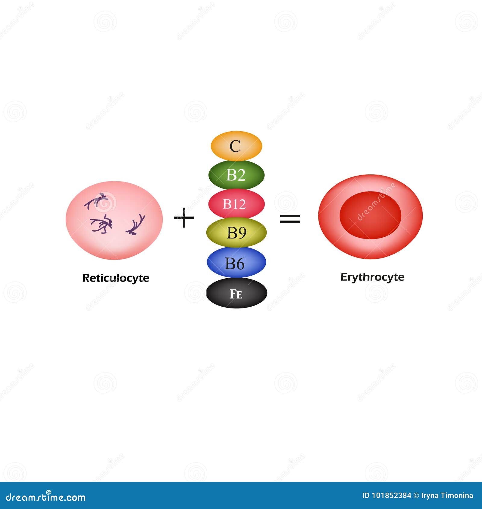 Vitamins are Essential for the Development of Red Blood Cells ...
