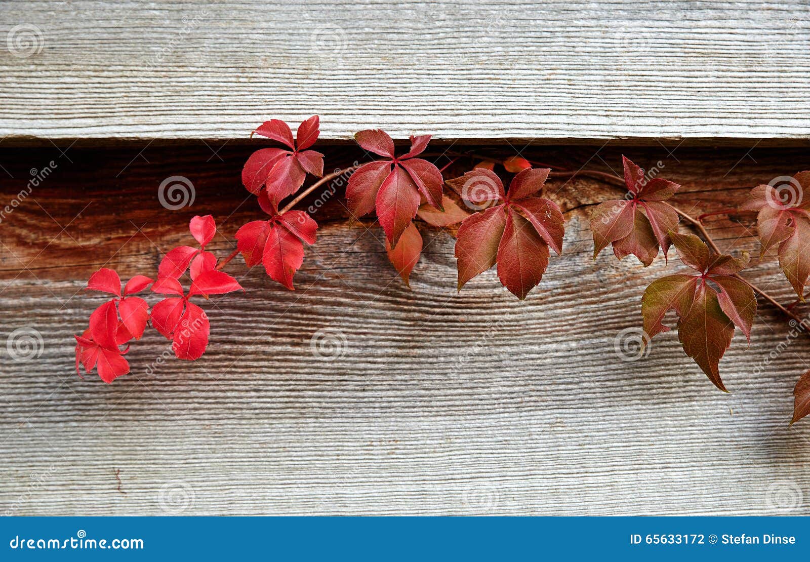 Vite canadese in autunno fotografia stock. Immagine di recinzione ...