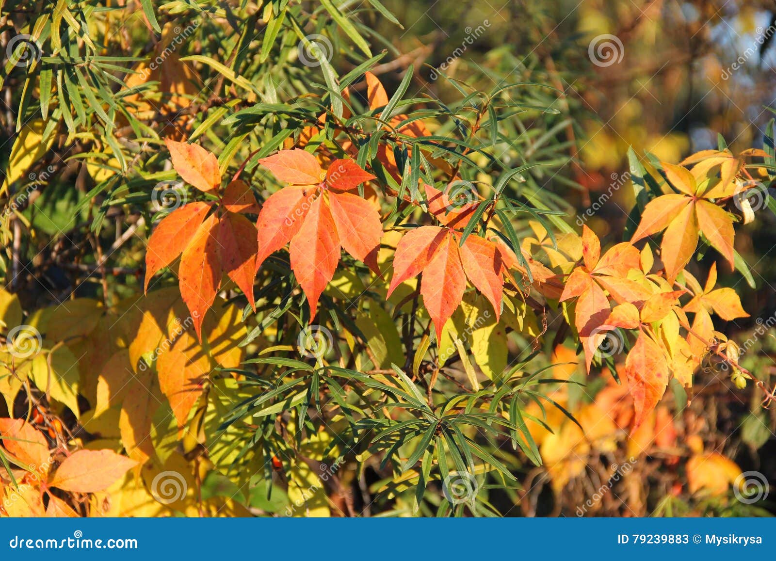 Vite canadese variopinta immagine stock. Immagine di chiarito - 79239883