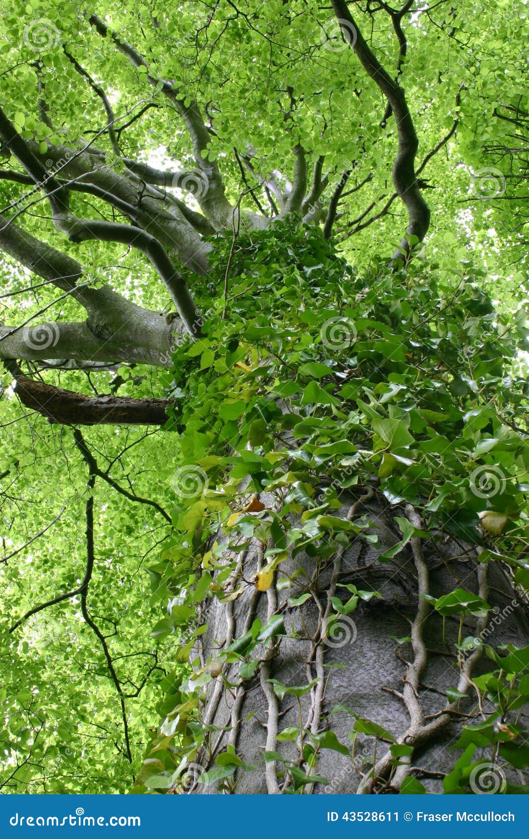 Vite dell'albero immagine stock. Immagine di aderisca - 43528611