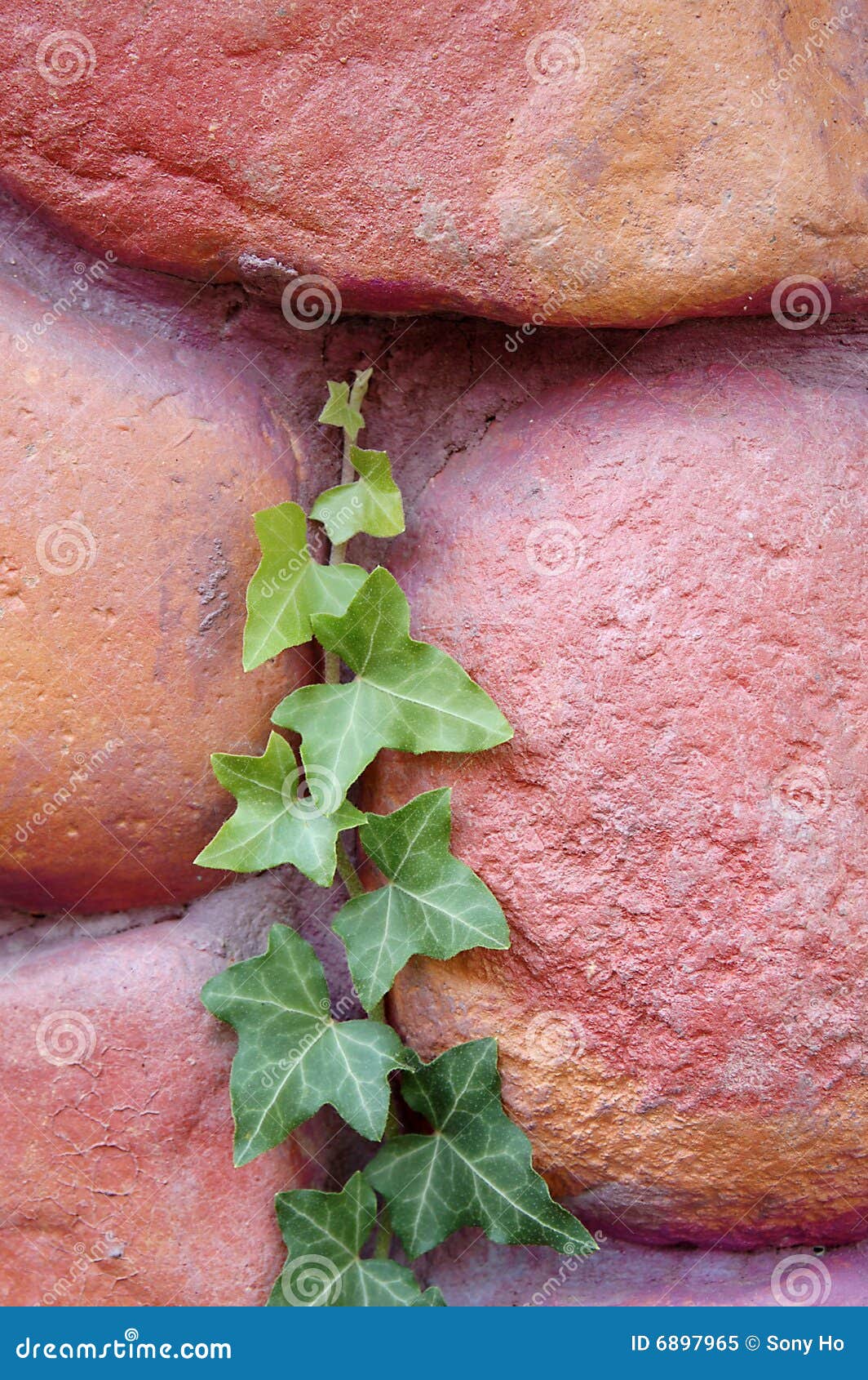 Vite dell'edera immagine stock. Immagine di marrone, soleggiato - 6897965