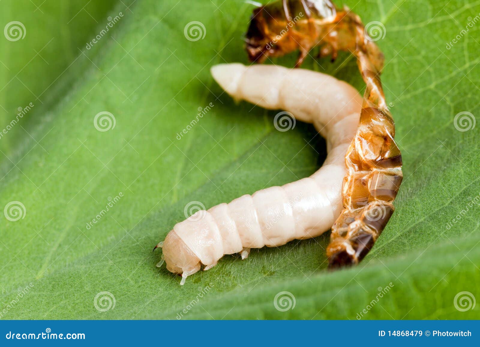 Vite Senza Fine Che Si Libera Della Pelle Immagine Stock - Immagine di ...