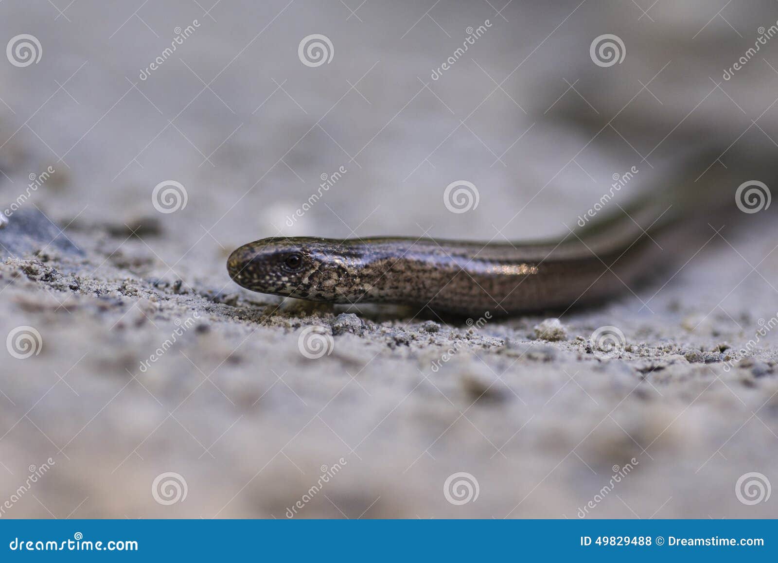 Vite Senza Fine Lenta (Anguis Fragilis) Fotografia Stock - Immagine di ...