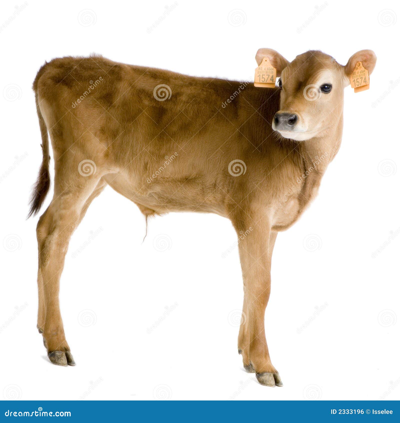 Vitela (45 dias) foto de stock. Imagem de vitela, inocência - 2333196