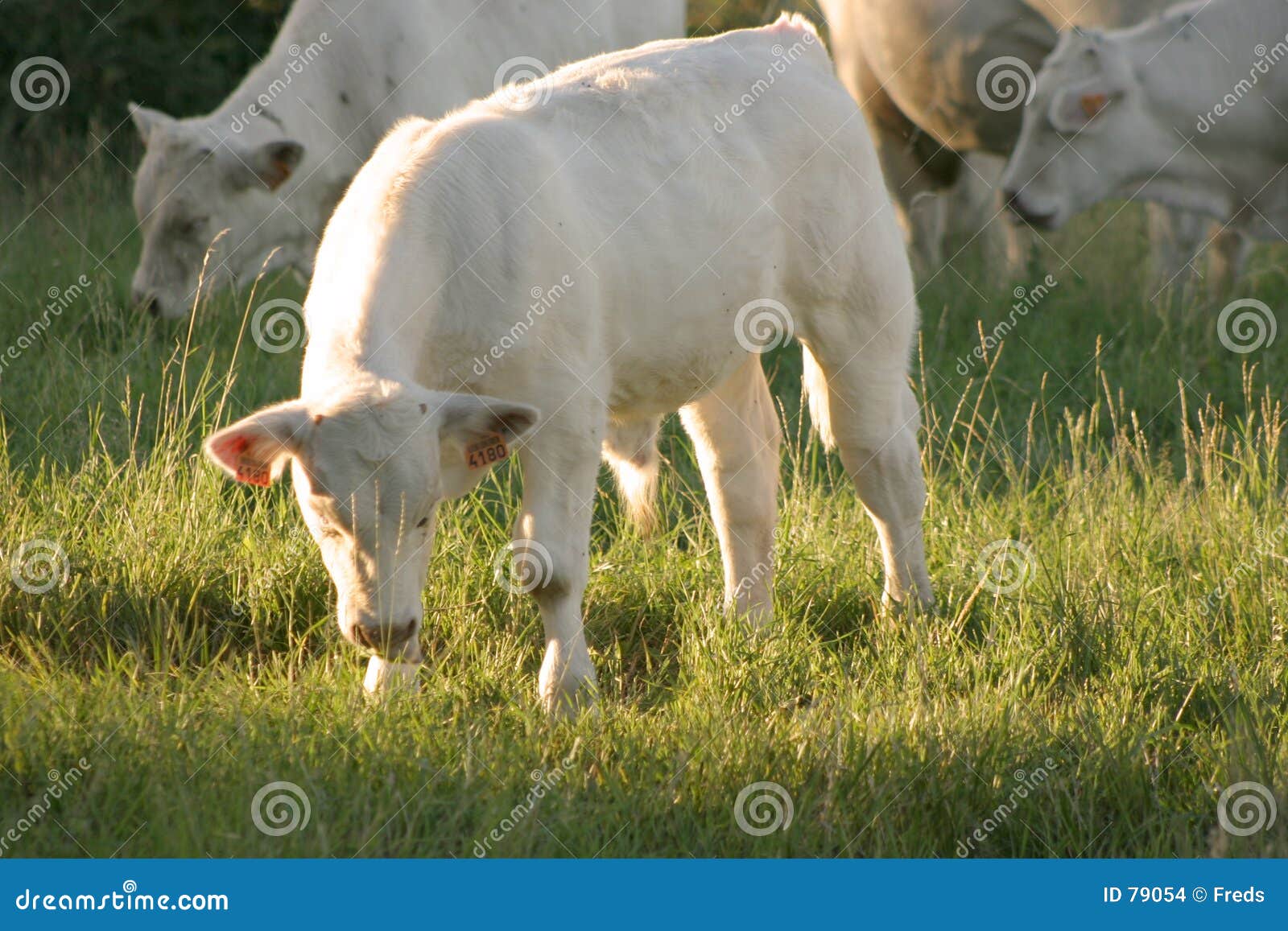 Vitela foto de stock. Imagem de animal, vitela, grama, gado - 79054