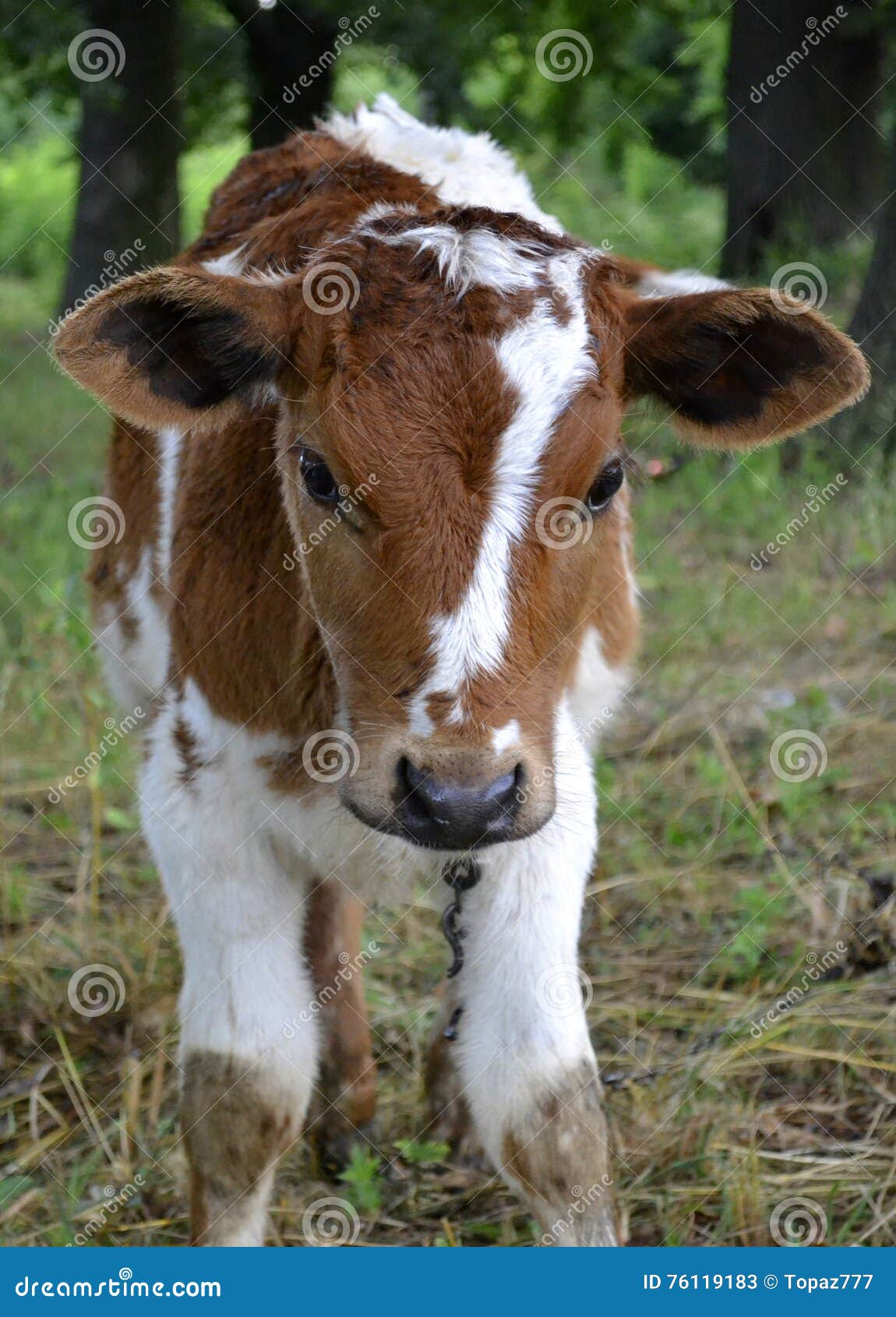 Vitela animal agrícola imagem de stock. Imagem de cara - 76119183