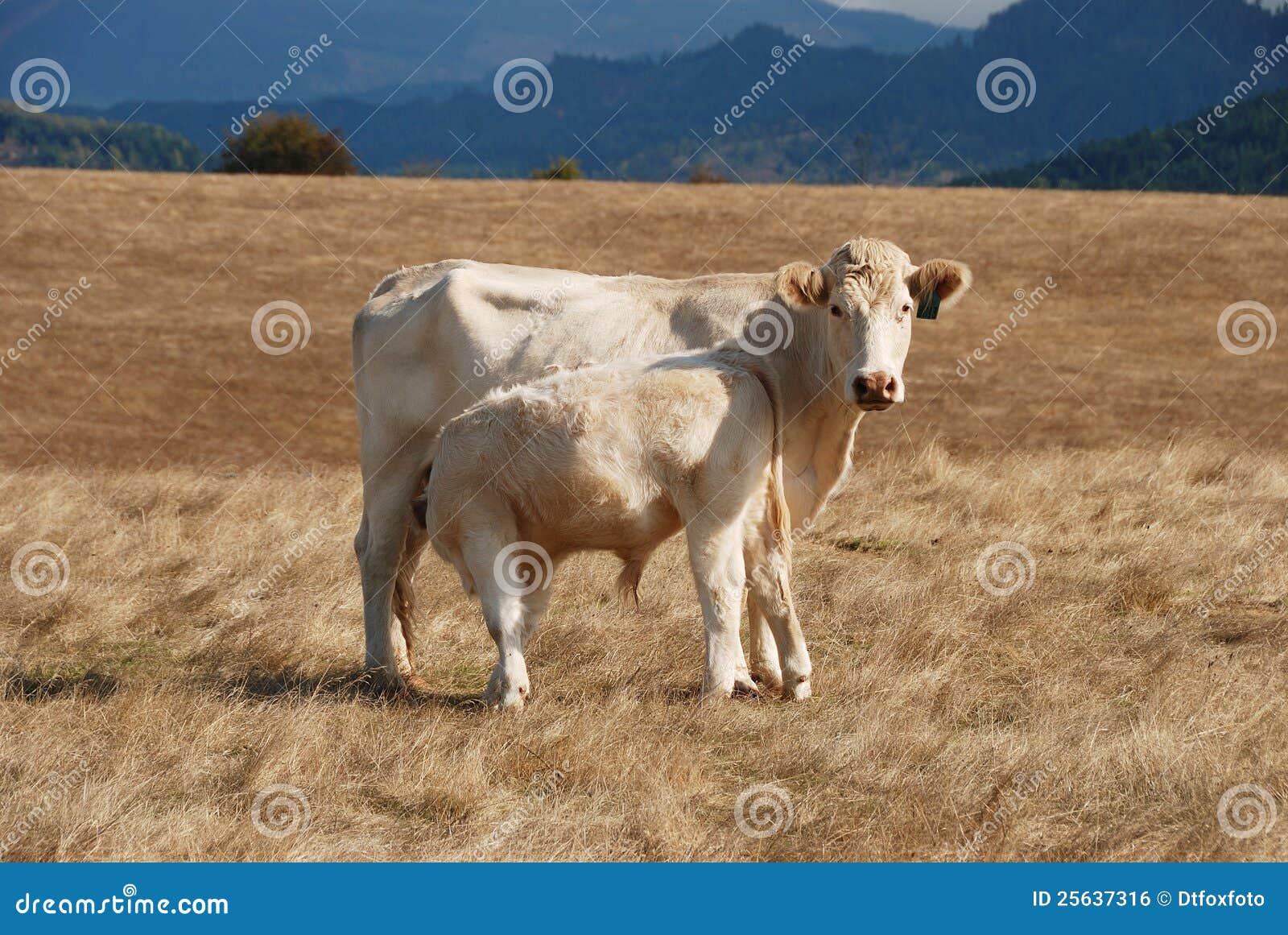 Vitela da vaca do charolês foto de stock. Imagem de curiosidade - 25637316