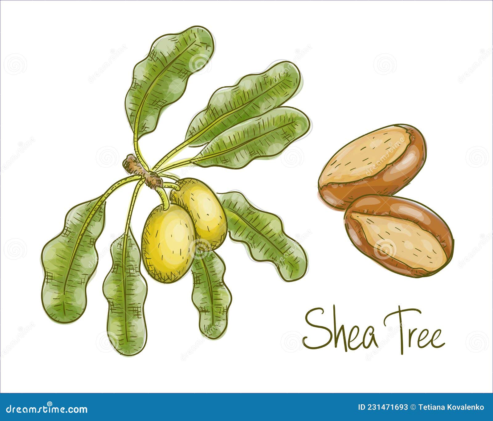 Vitellaria Paradoxa or Shea Tree, Shi Tree. Vector Illustration. Stock ...