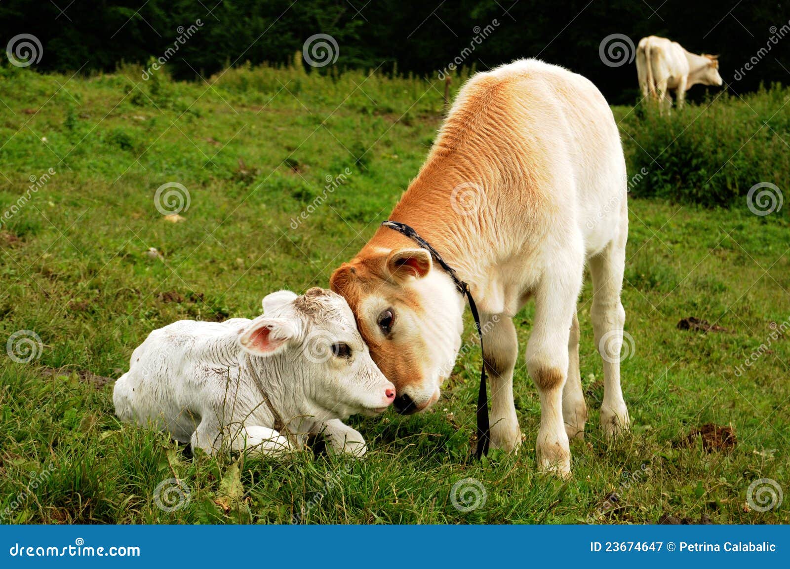 Vitelli della mucca immagine stock. Immagine di mucca - 23674647