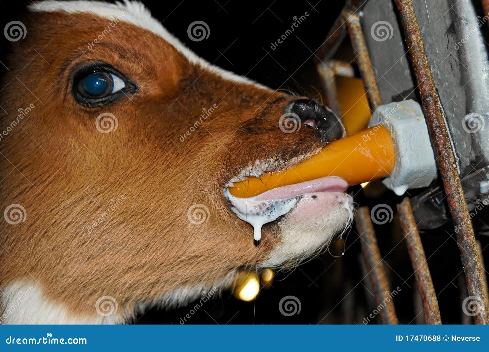 Vitello fotografia stock. Immagine di slovenia, animali - 17470688