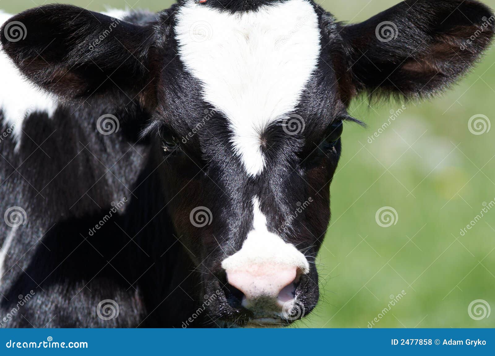 Vitello fotografia stock. Immagine di testa, verde, esterno - 2477858