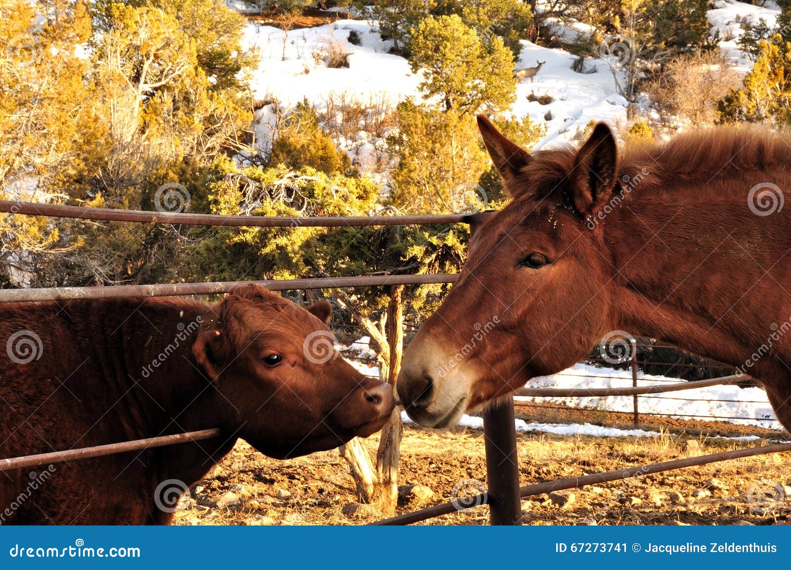Vitello Della Giovenca E Del Mulo Che Si Accoglie Tramite Un Recinto ...