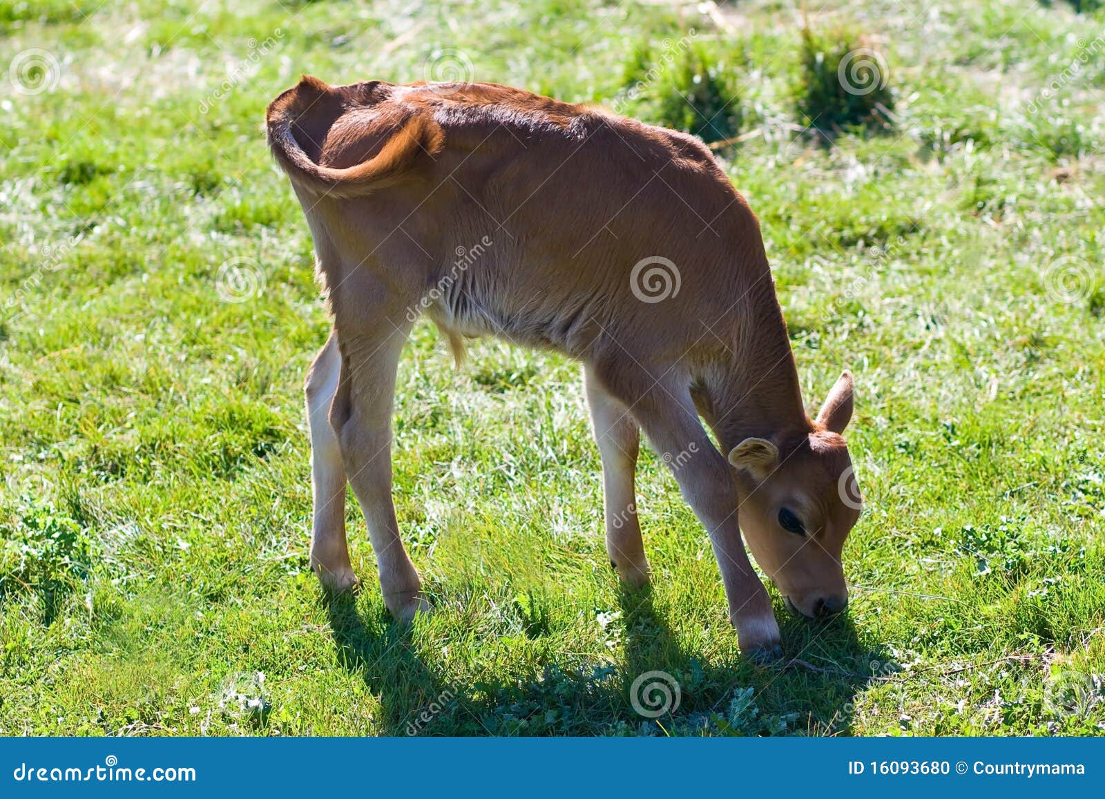 Vitello della Jersey. fotografia stock. Immagine di adorabile - 16093680