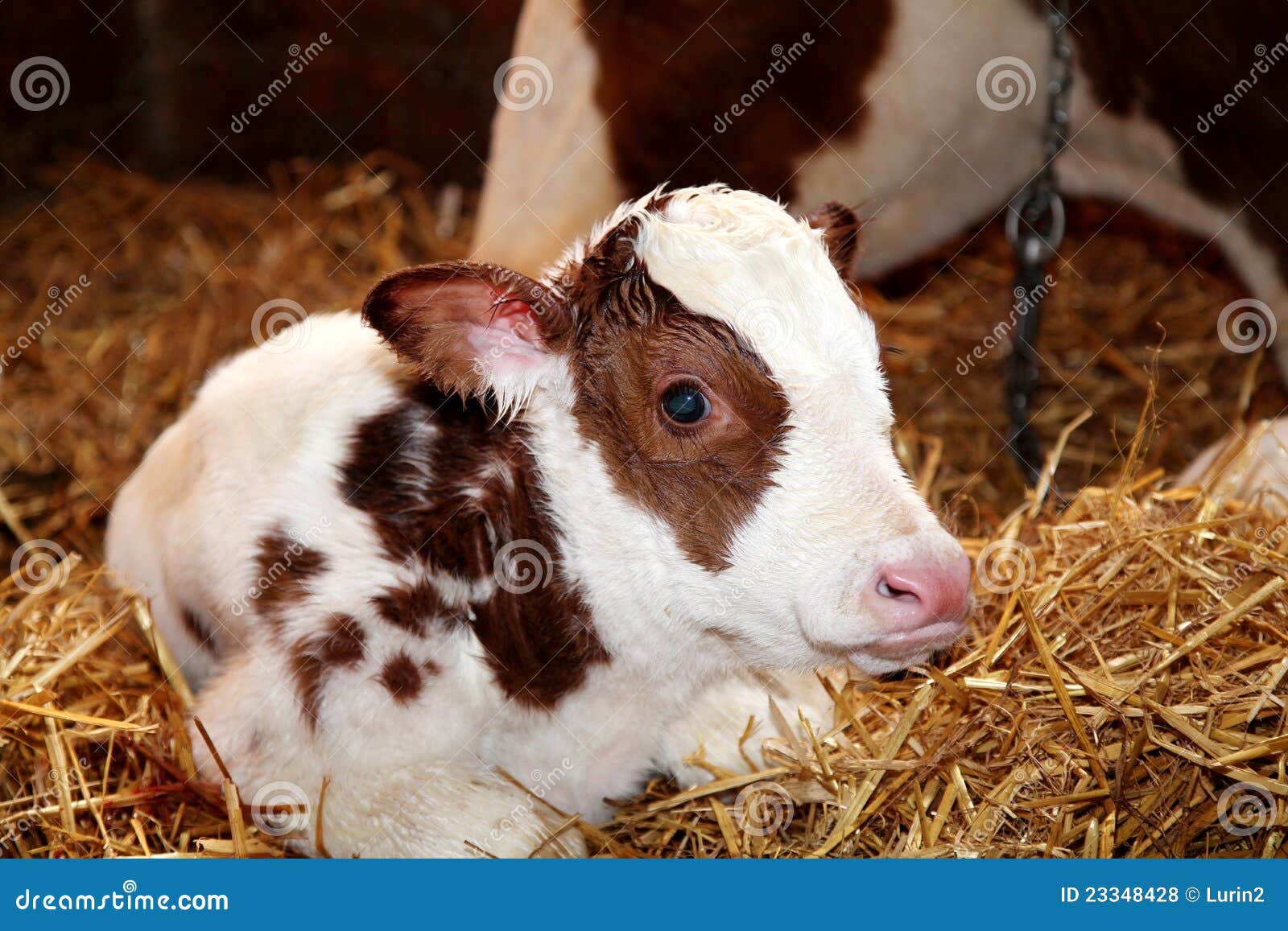 Vitello Toro Holstein Bovini Halter Vitello Giovenca/mucca/toro Di Un