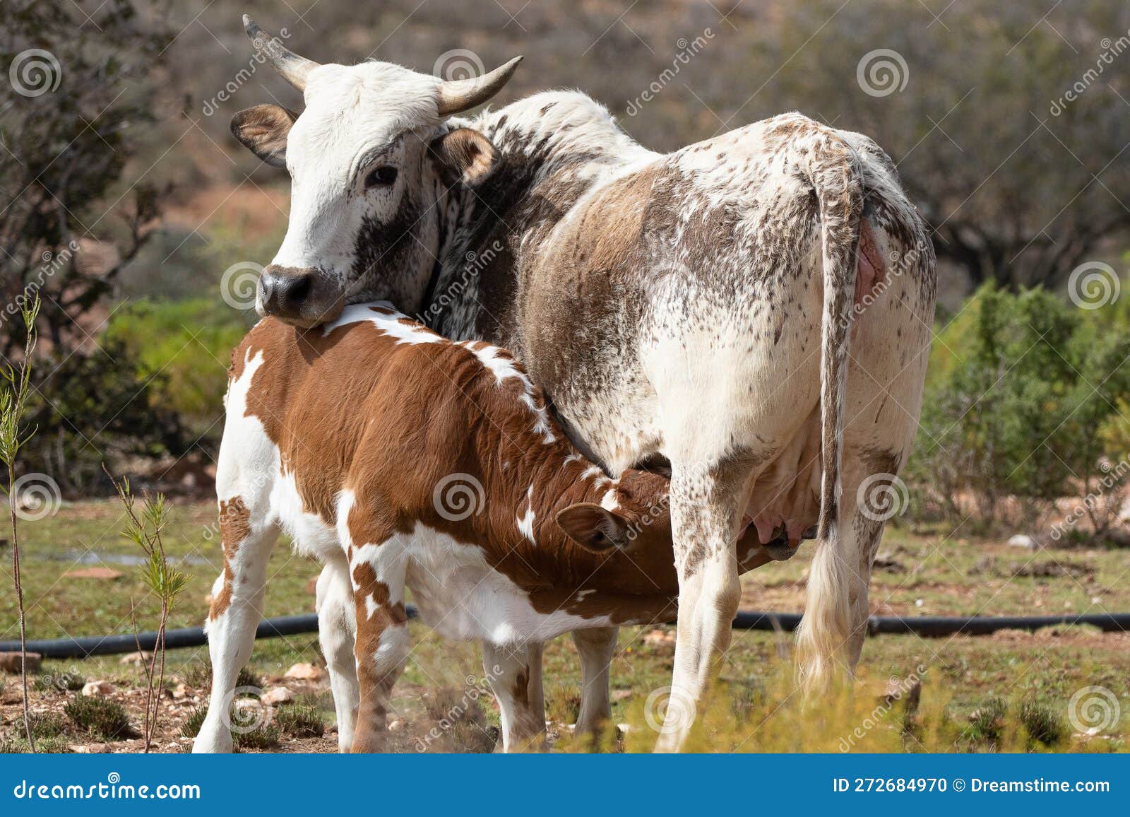 Vitelo Nguni a Mamar Da Vaca Nguni Foto de Stock - Imagem de ...