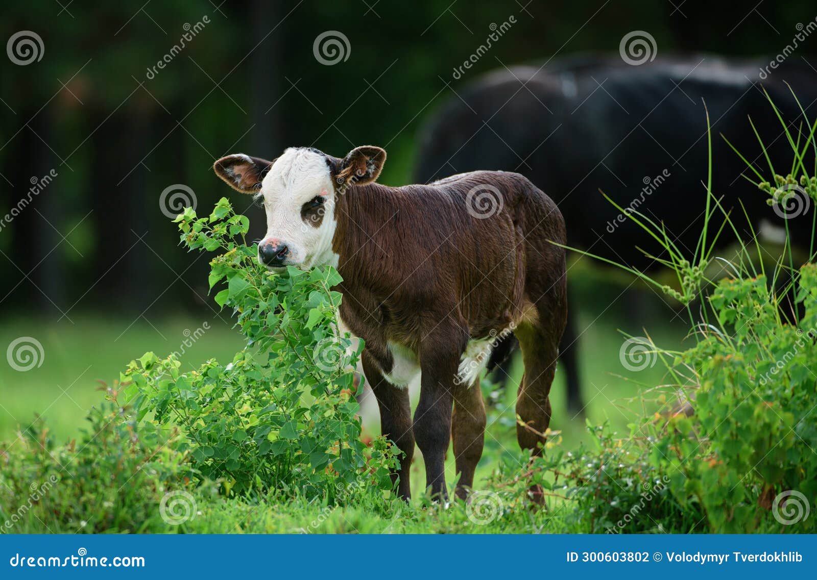 Vitelo No Campo De Grama Verde. Vaca Com Efetivo Leiteiro. Foto de ...