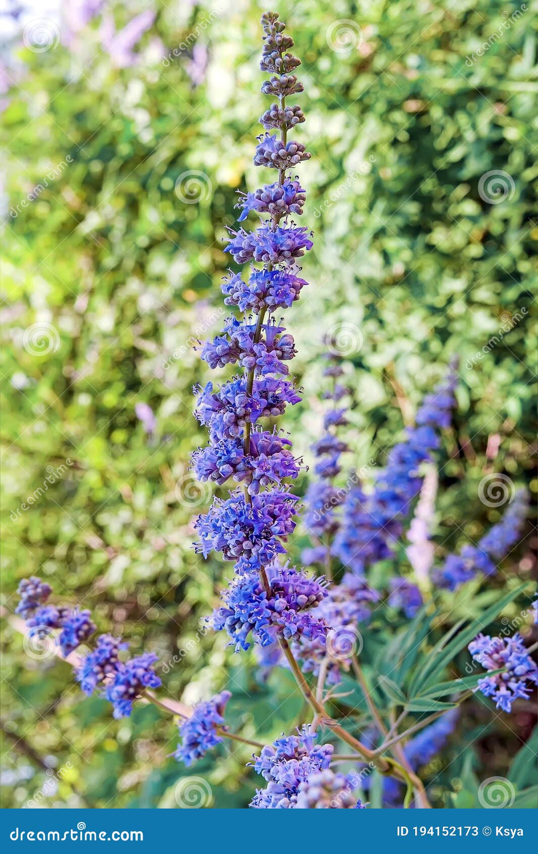 Vitex Agnus-castus, Also Called Vitex, Chaste Tree Stock Image - Image ...