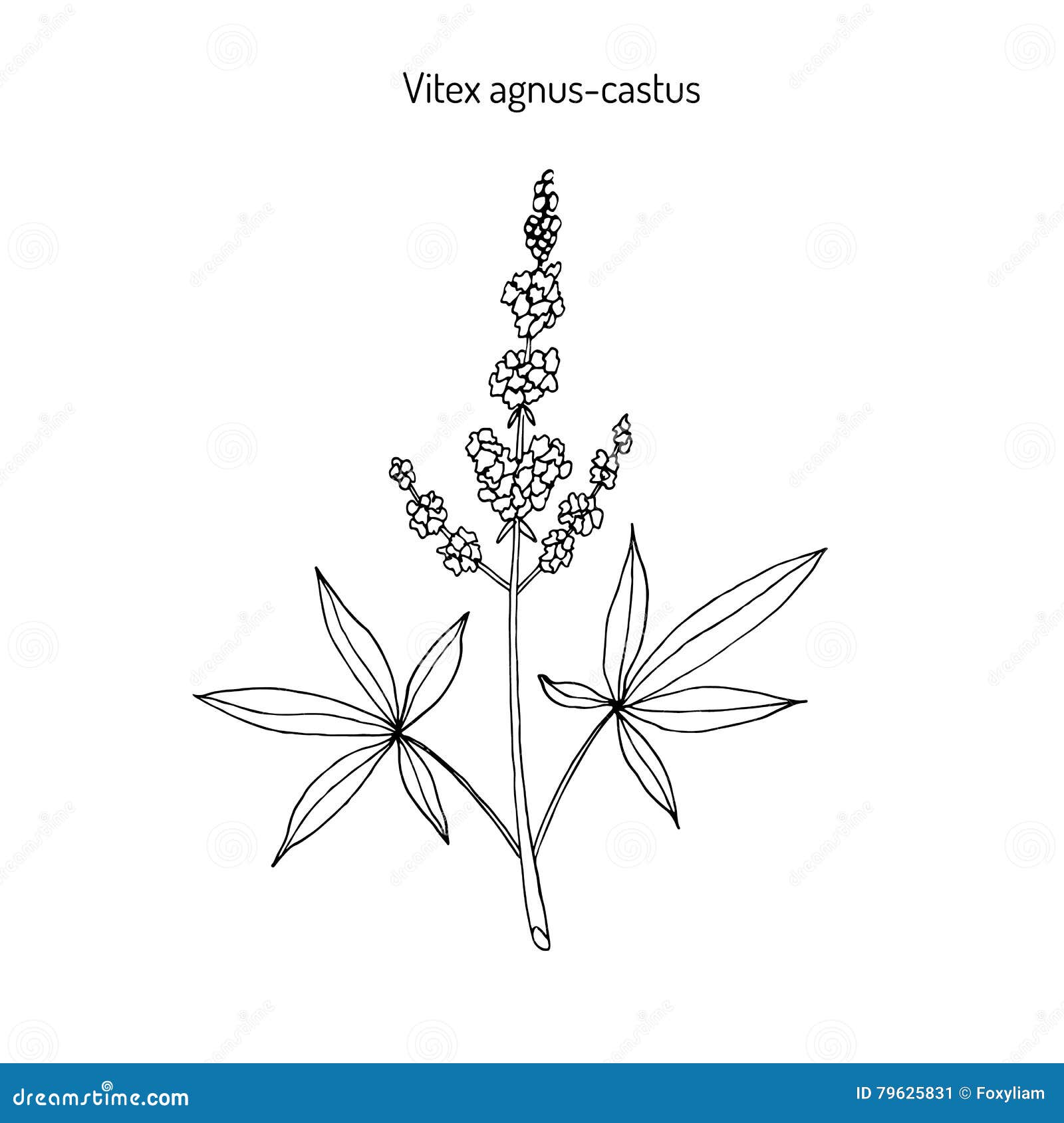 Vitex agnus-castus stock vector. Illustration of berry - 79625831