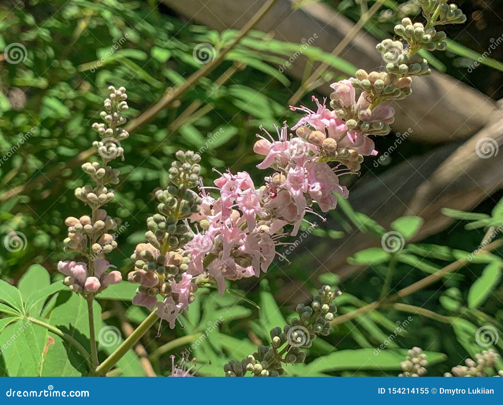 Vitex Agnus-castus Flower on the Garden Stock Image - Image of ...