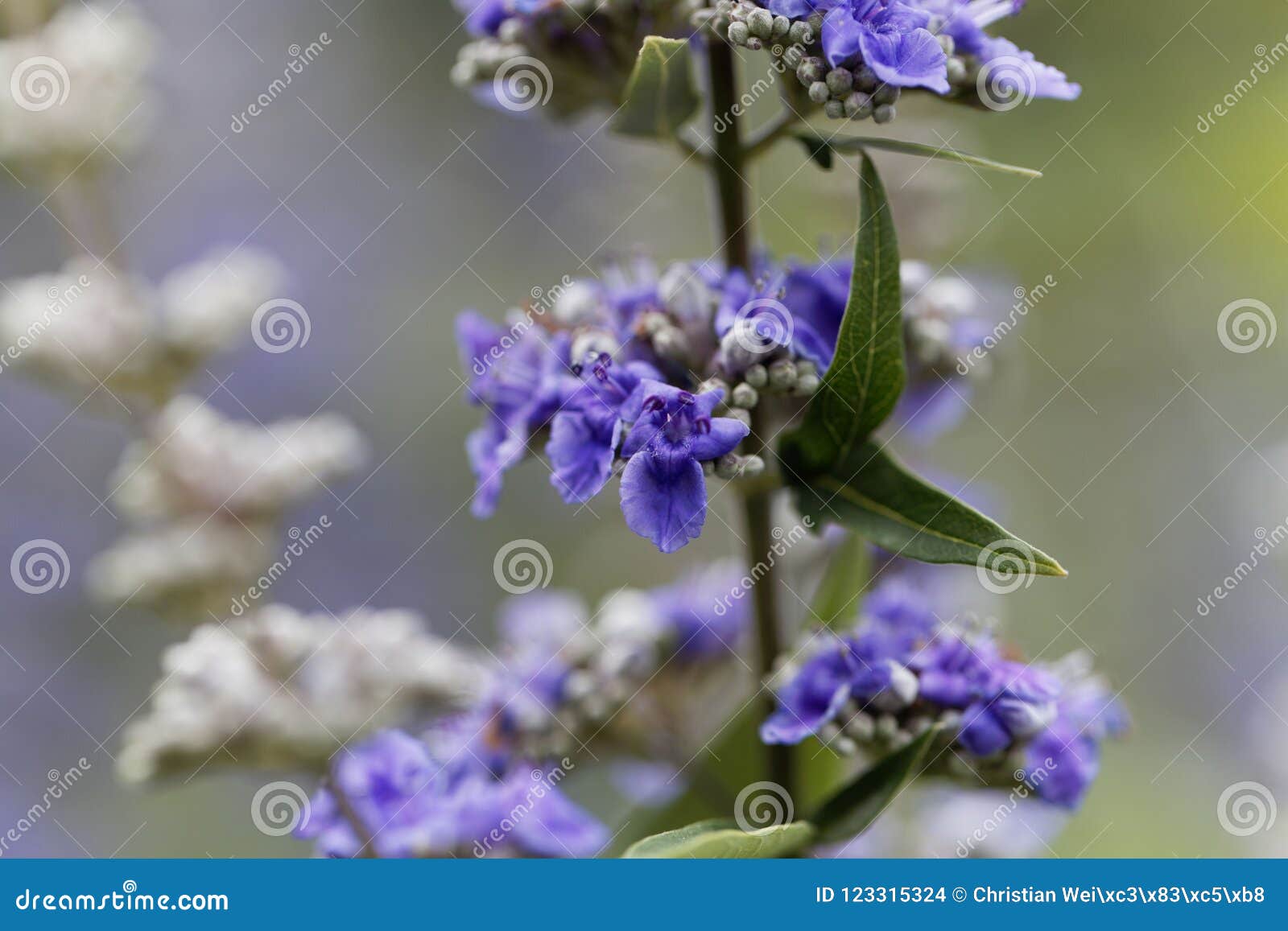 Vitex Vitex Agnus-castus Flowers Stock Photo - Image of blooming ...