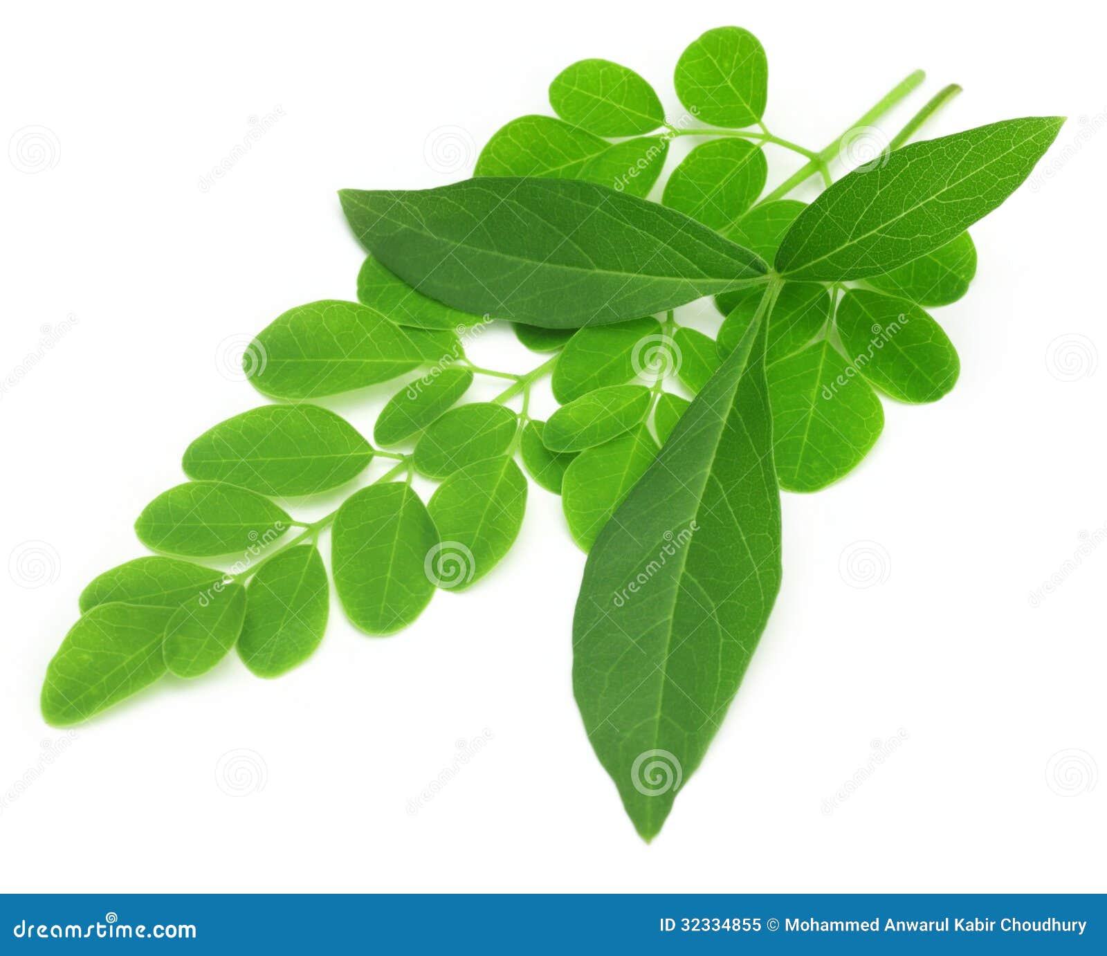 Vitex Negundo/ Chinese Chaste Tree Ayurvedic Plant Bark, Root Isolated ...