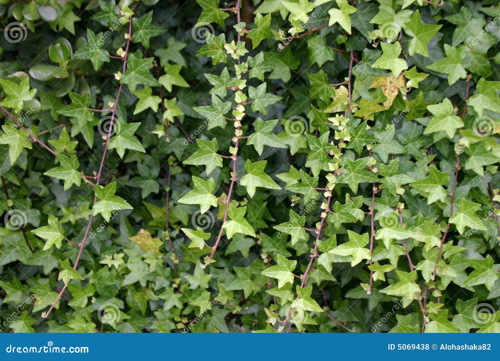 Viti dell'edera verde fotografia stock. Immagine di pianta - 5069438