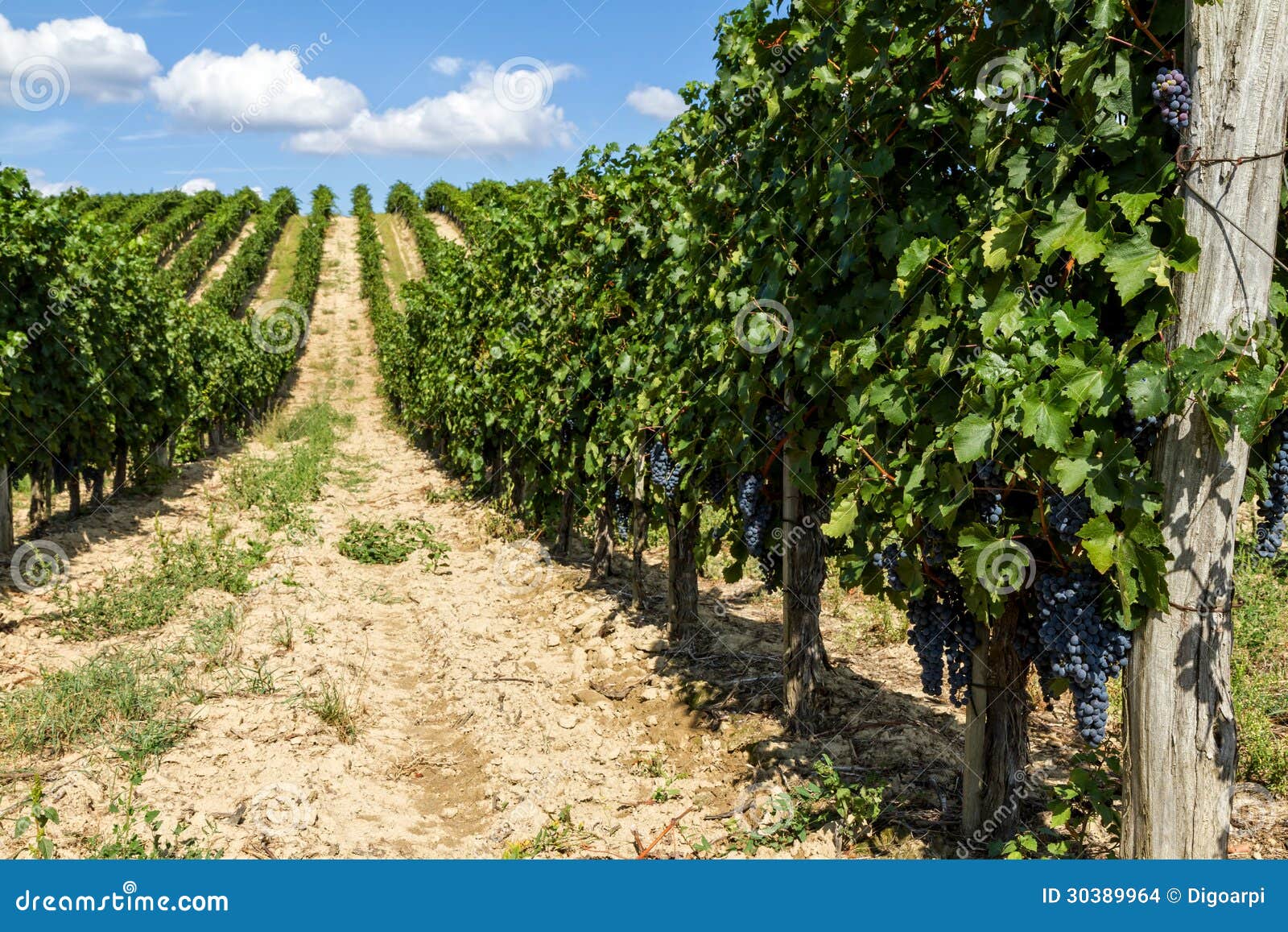 Viticulture stock photo. Image of grass, rural, crop - 30389964