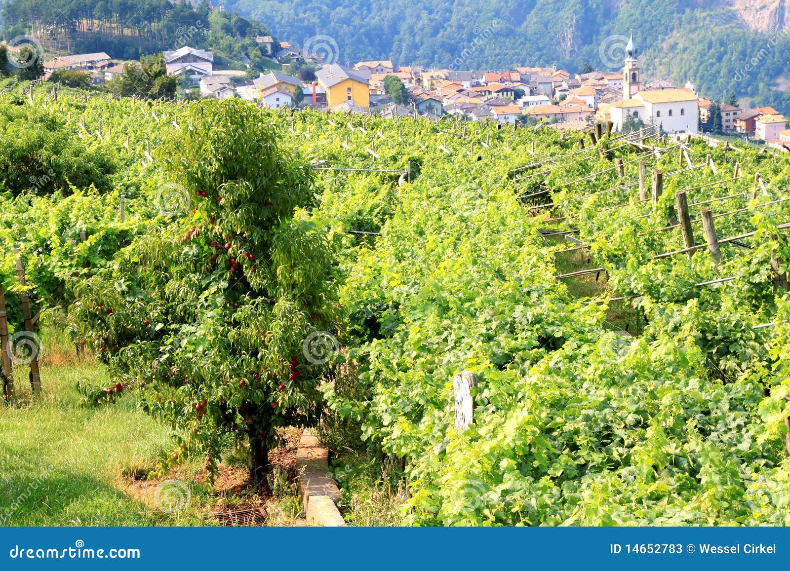 Viticulture in the Valle Cembra, Italian Dolomites Stock Image - Image ...