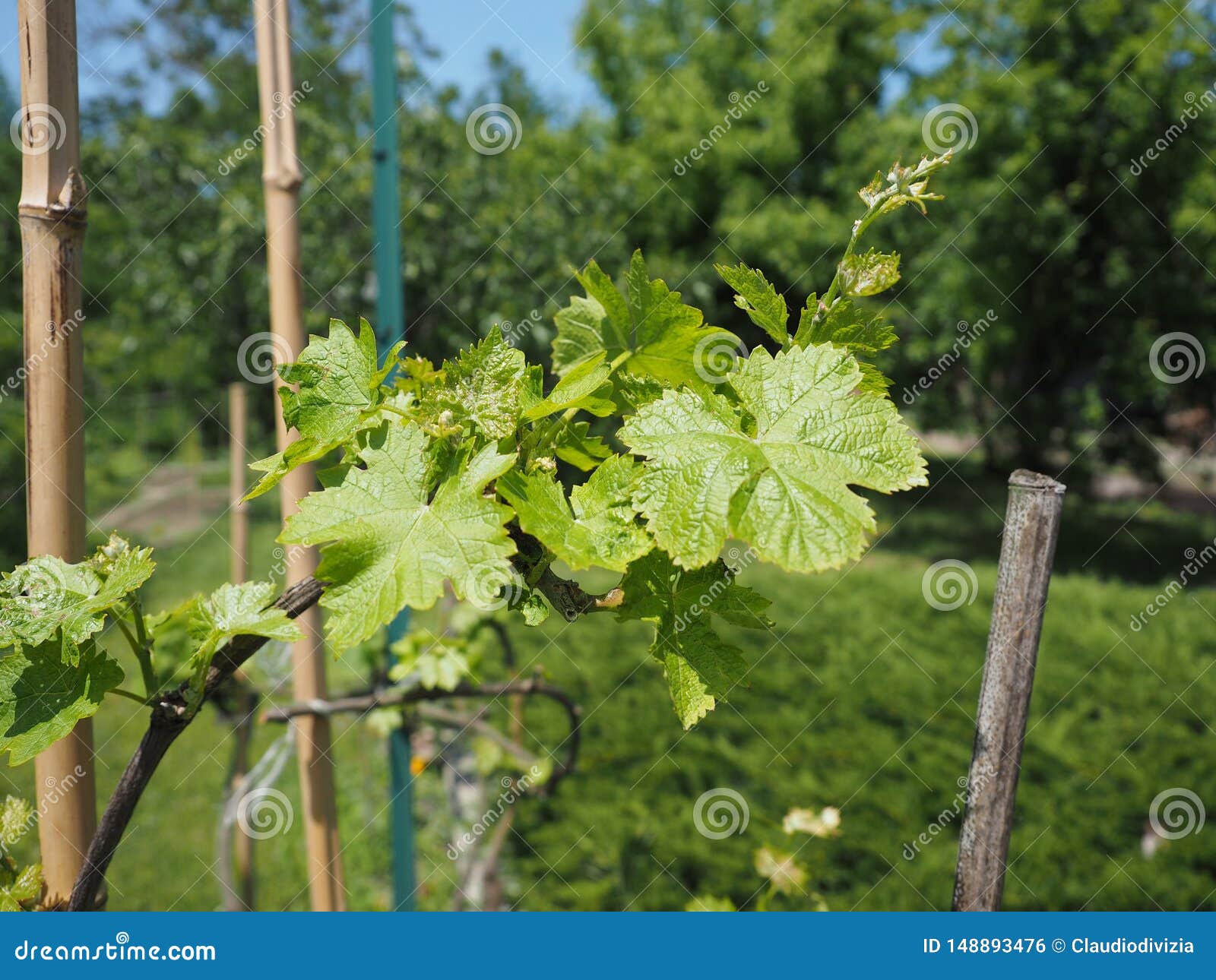 Vitis (Grapevine) Plant Leaves Stock Photo - Image of leaves, vitaceae ...