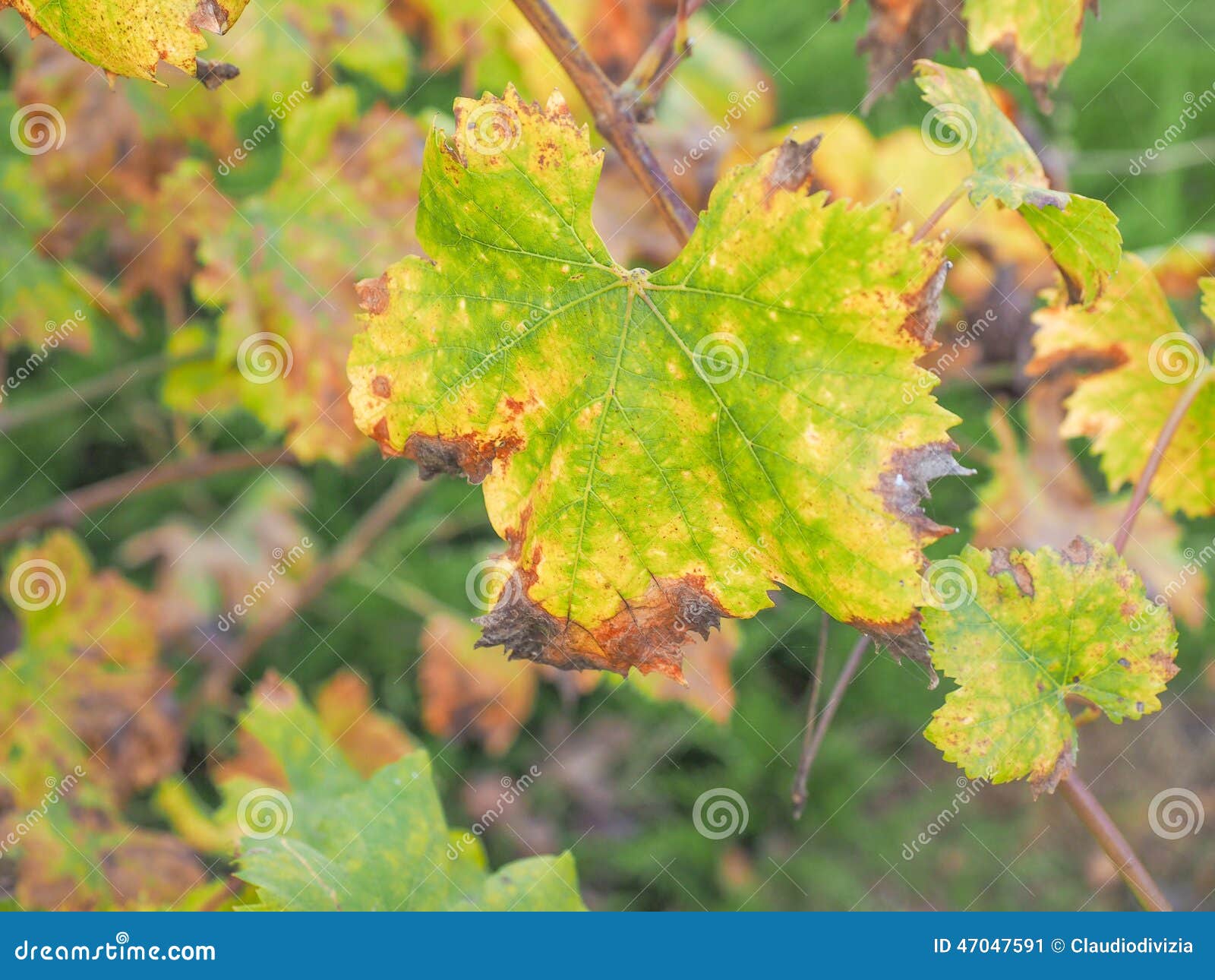 Vitis plant leaf stock image. Image of grapevine, vitis - 47047591