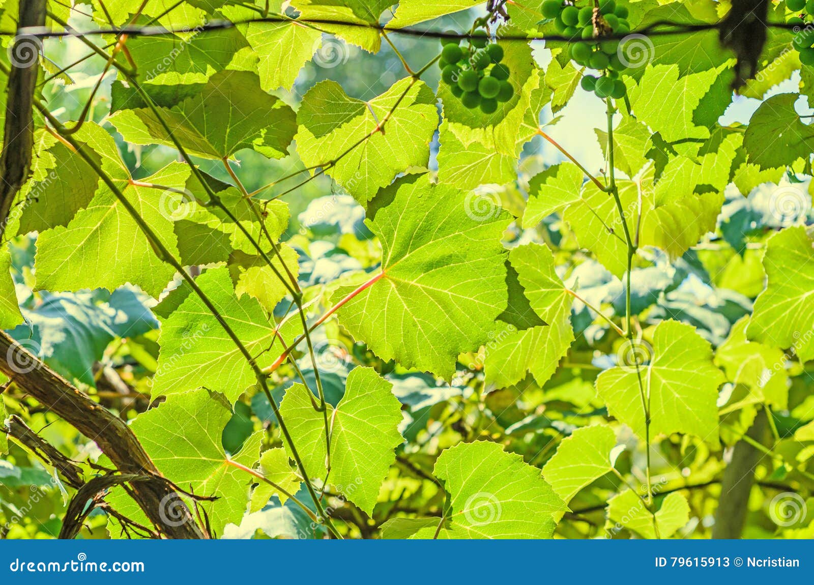 Vitis Vinifera (grape Vine) Green Leaves in the Sun, Close Up. Stock ...