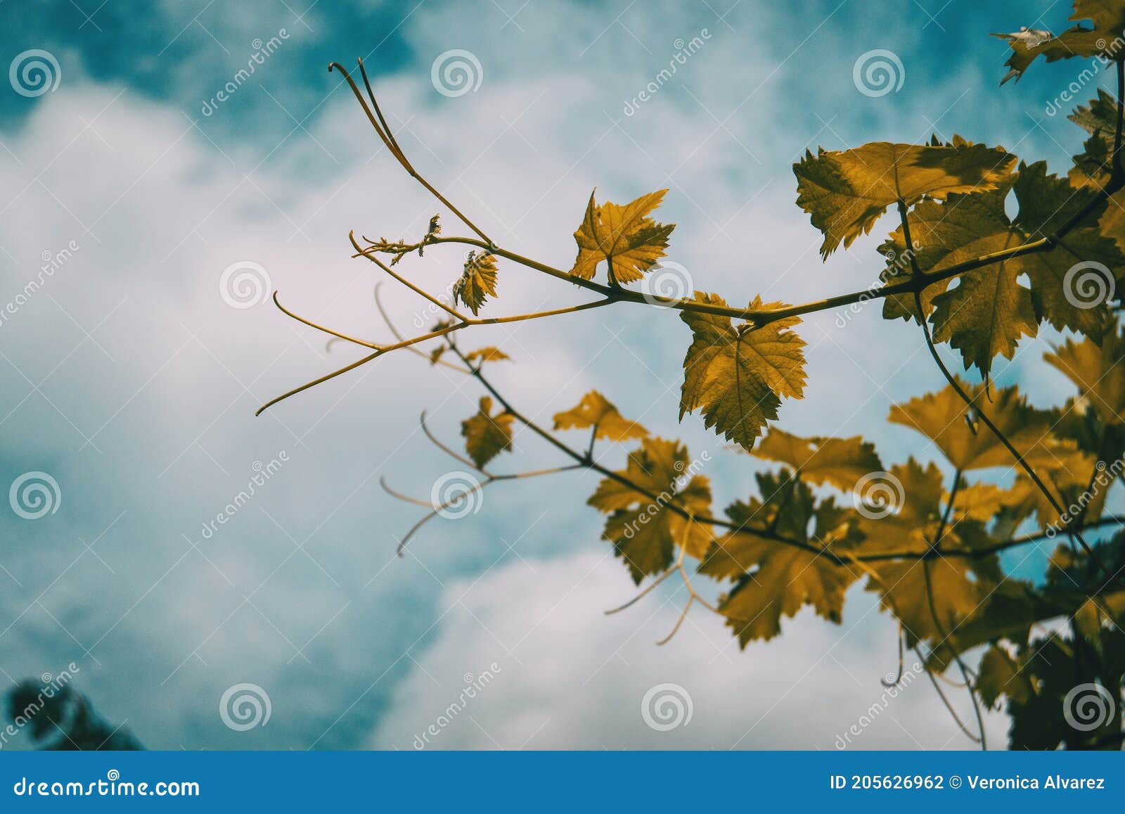 Vitis Vinifera Leaves on a Background of the Blue Sky Stock Photo ...