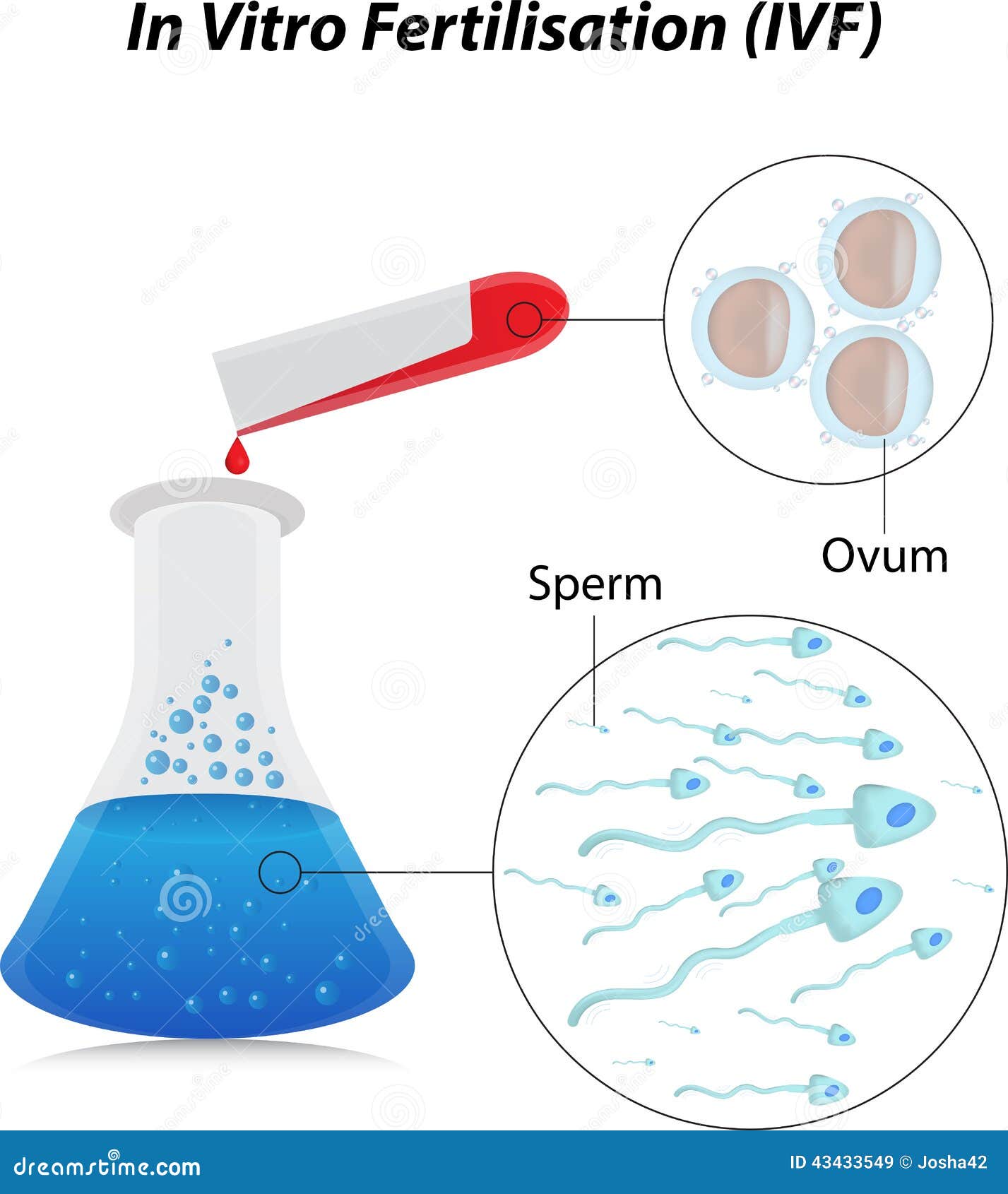In Vitro Fertilization In Animals