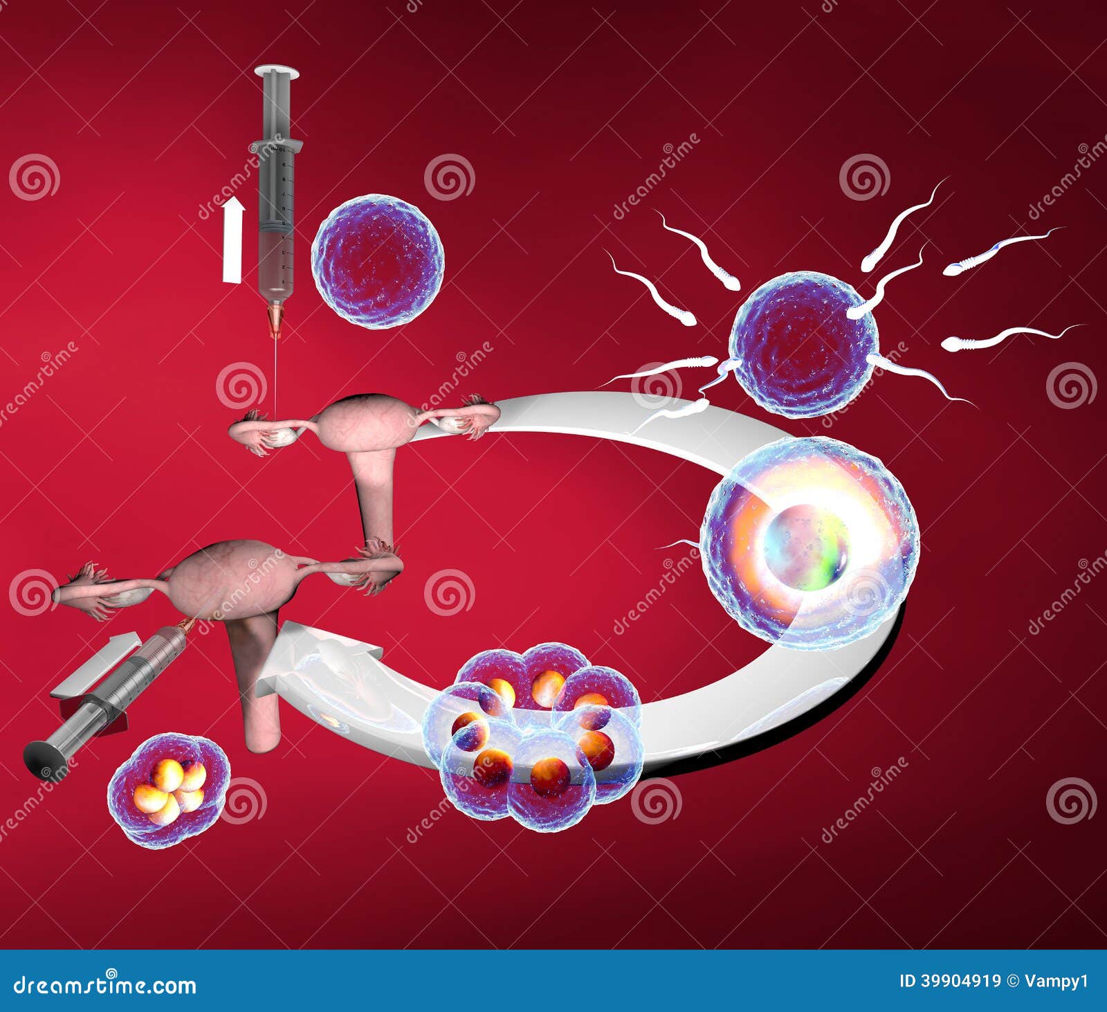 In Vitro Fertilization, Artificial Insemination Route Stock ...