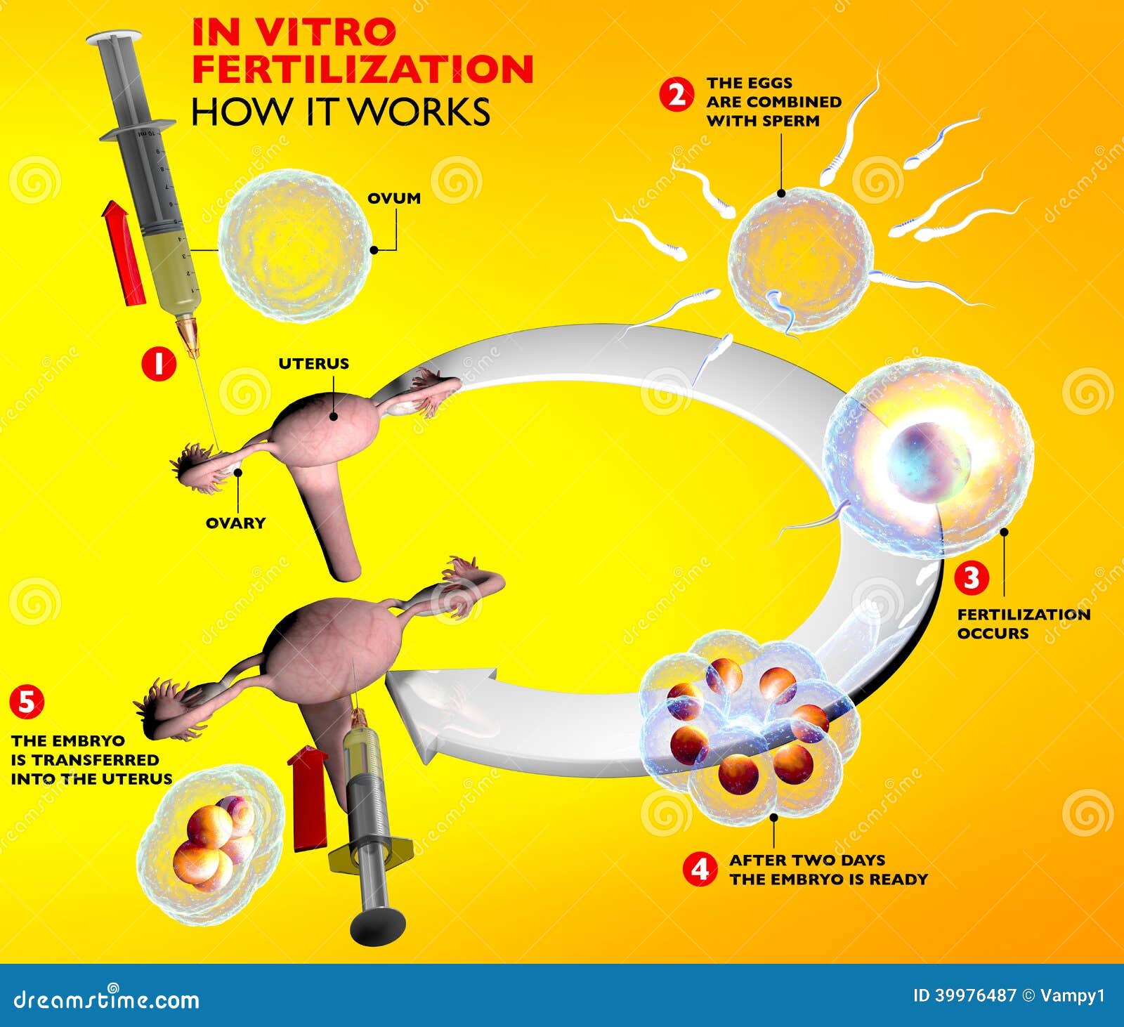 In Vitro Fertilization In Animals