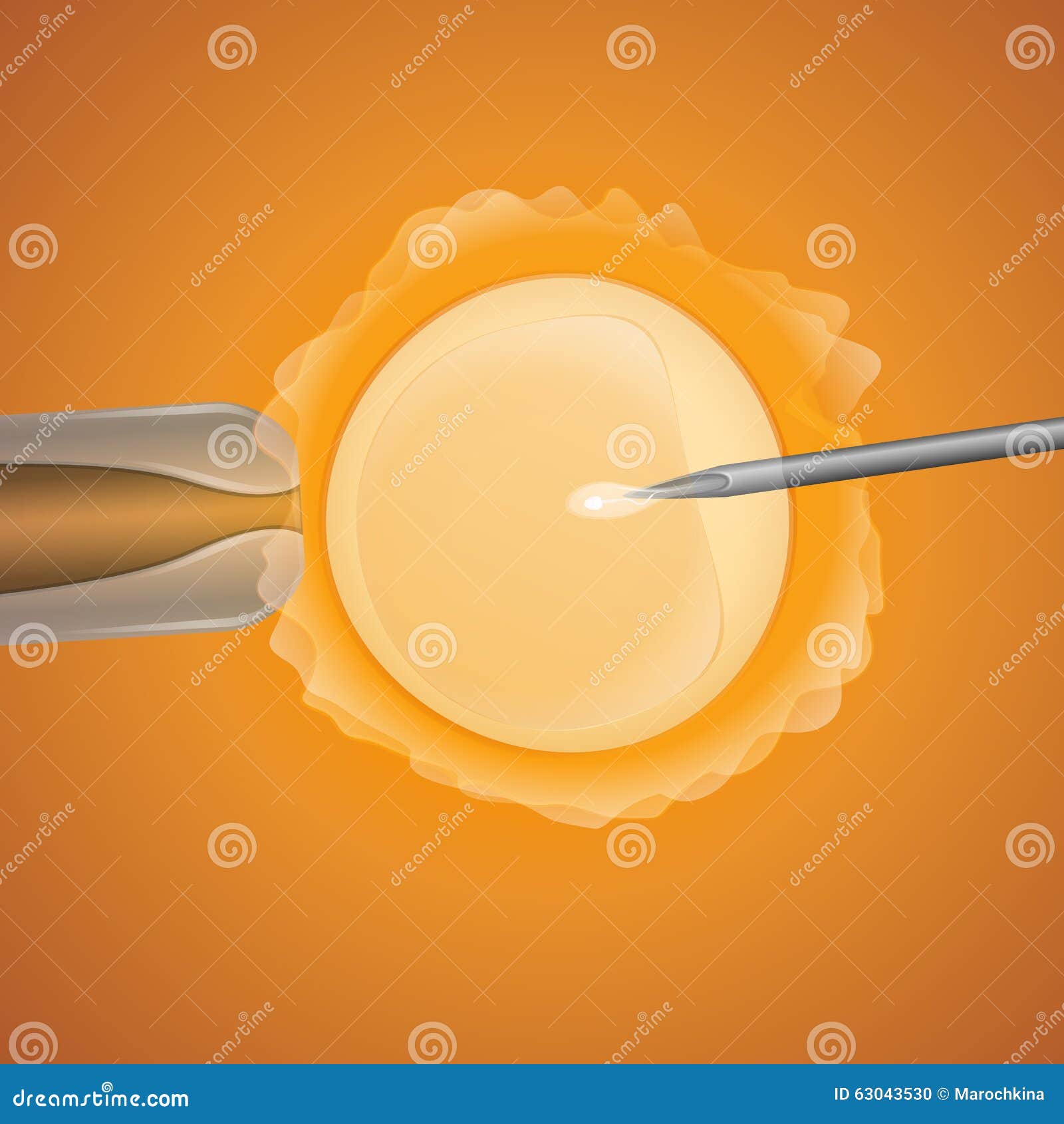 In vitro fertilization stock vector. Illustration of biotechnology ...