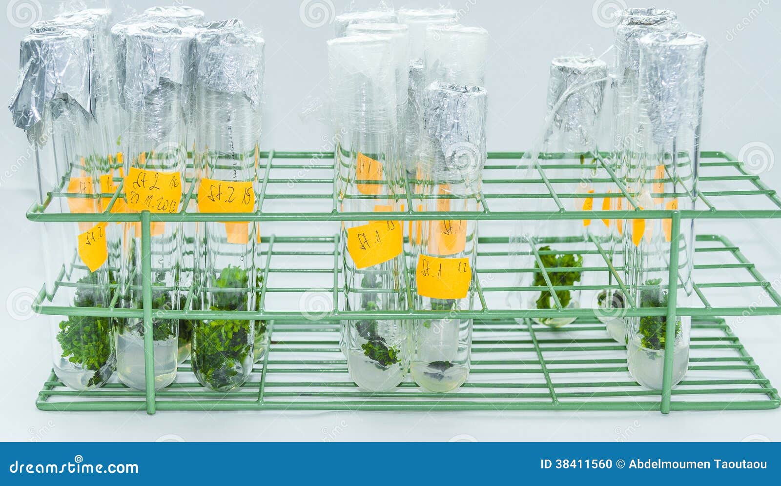 Vitro plant stock photo. Image of chemical, agronomy - 38411560