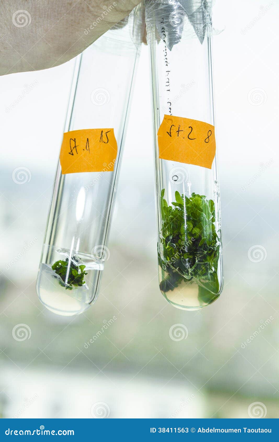Vitro plant stock image. Image of grass, ecology, invitro - 38411563
