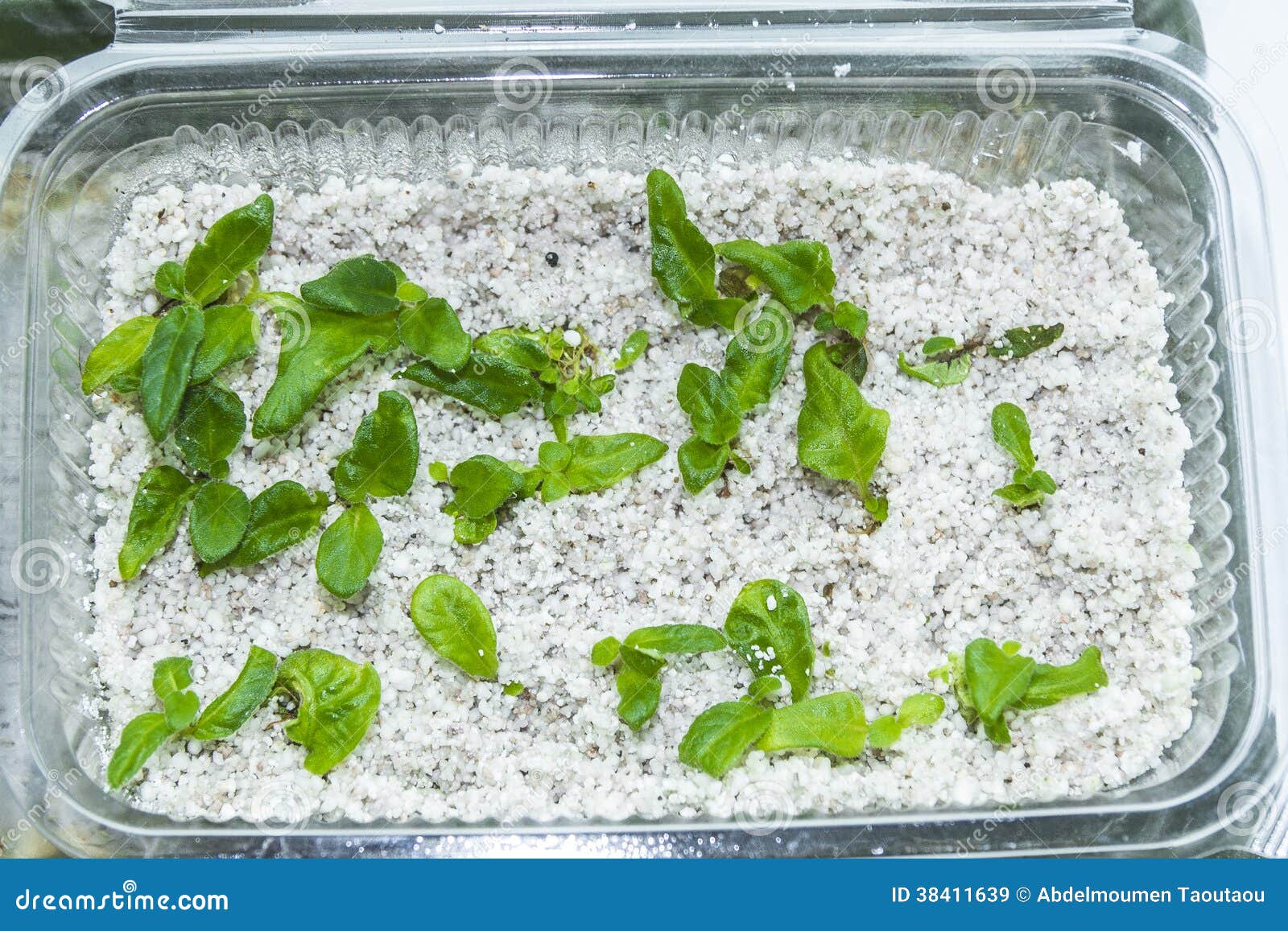 Vitro plant stock image. Image of cloning, equipment - 38411639