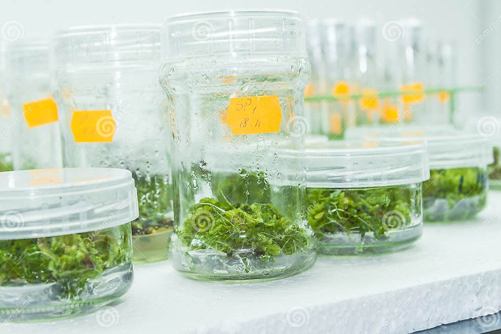Vitro plant stock photo. Image of agronomy, biology, experiment - 38411678