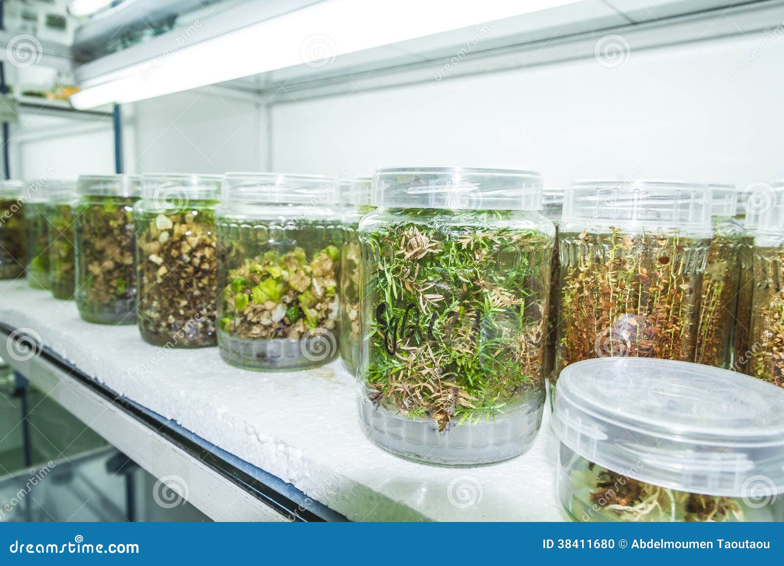 Vitro plant stock photo. Image of cloning, gene, agronomy - 38411680